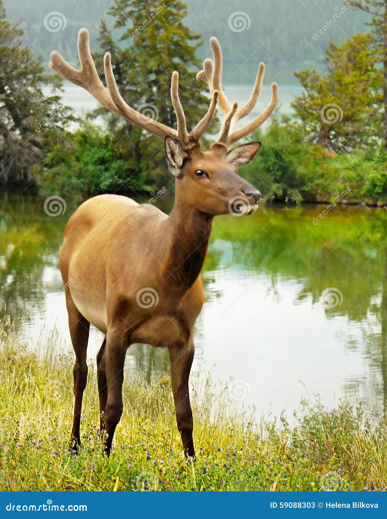 Young Bull Elk stock image. Image of alberta, bull, wildlife - 59088303