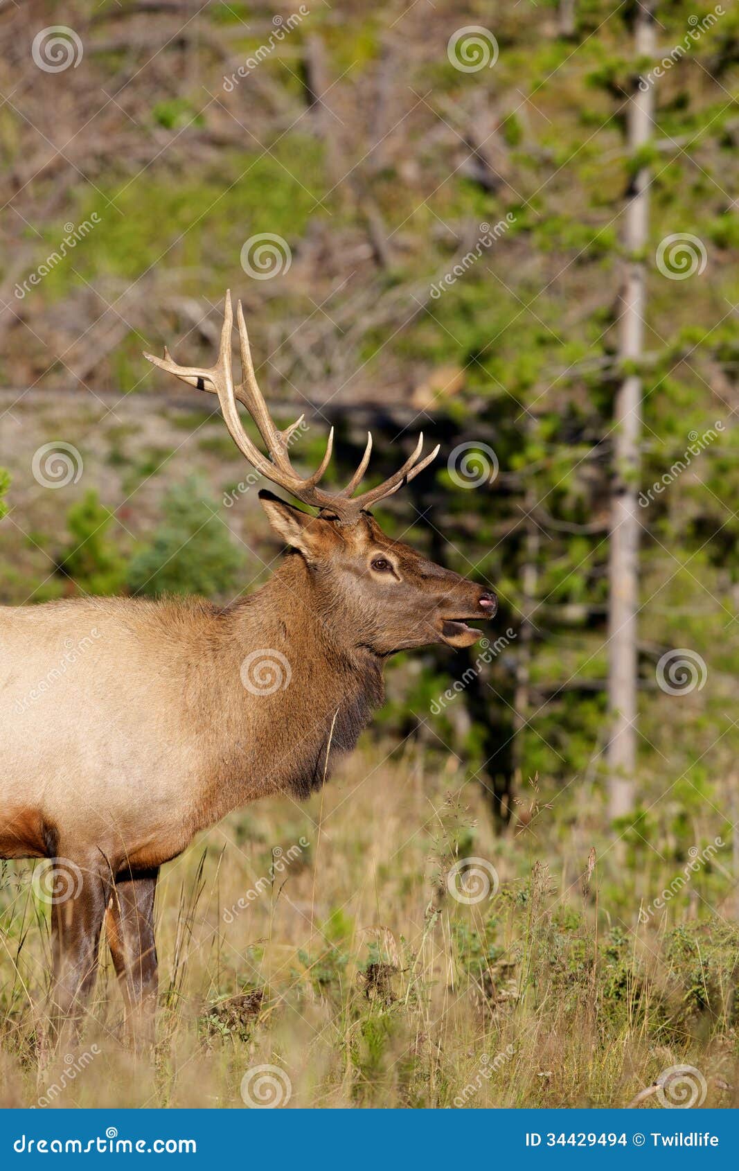 Young Bull Elk Side Portrait Stock Photo - Image of wild, portrait ...