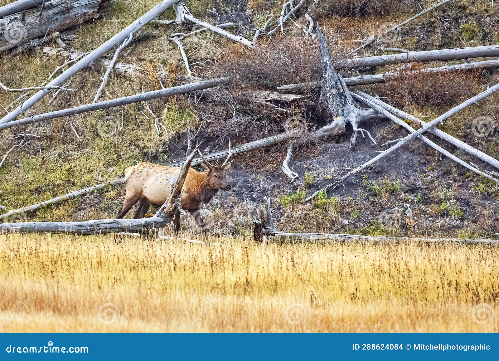 Young Bull Elk Walking among Fallen Trees Stock Photo - Image of season ...