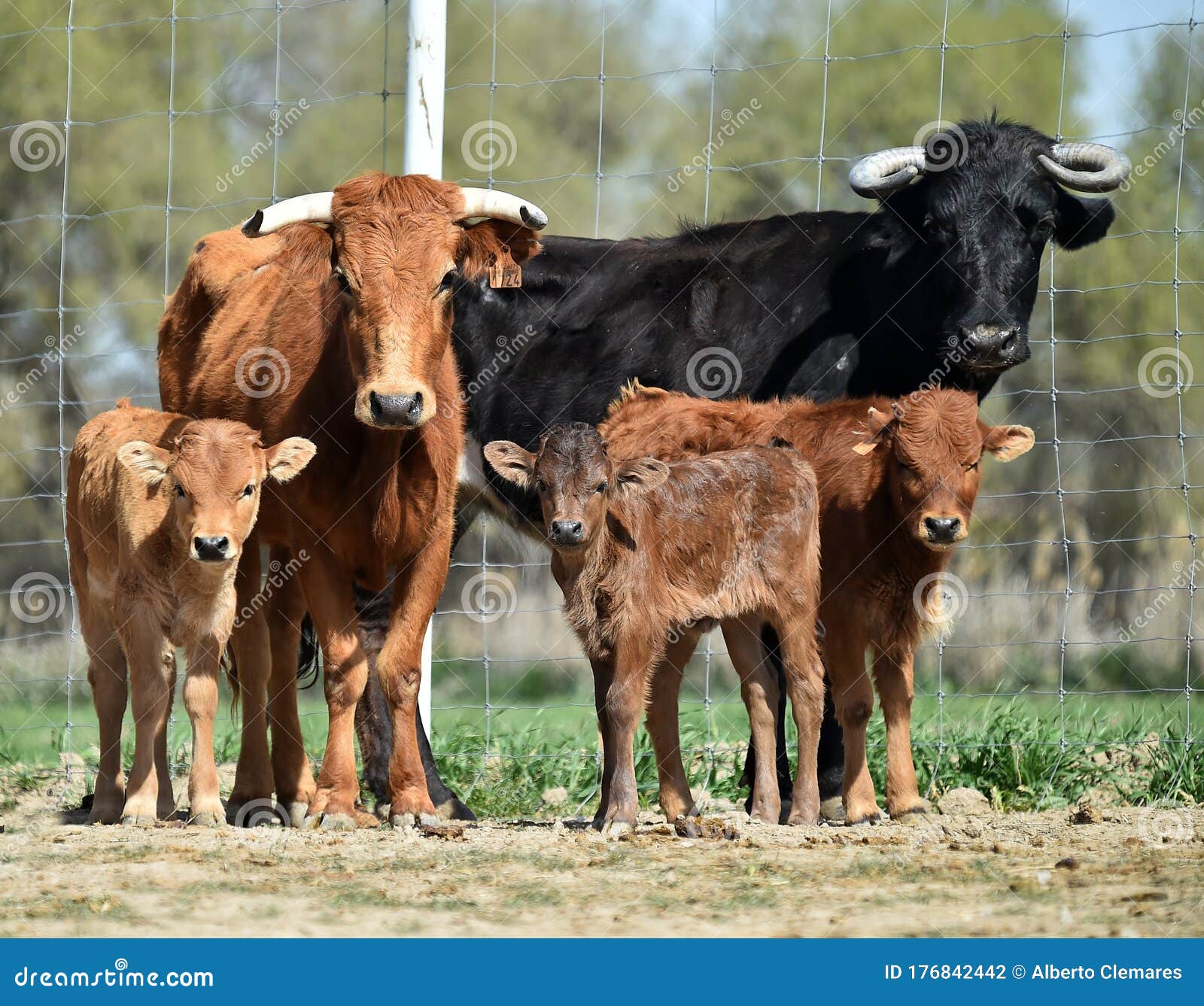 A Young Bull on the Spanish Cattle Farm Stock Photo - Image of farm ...