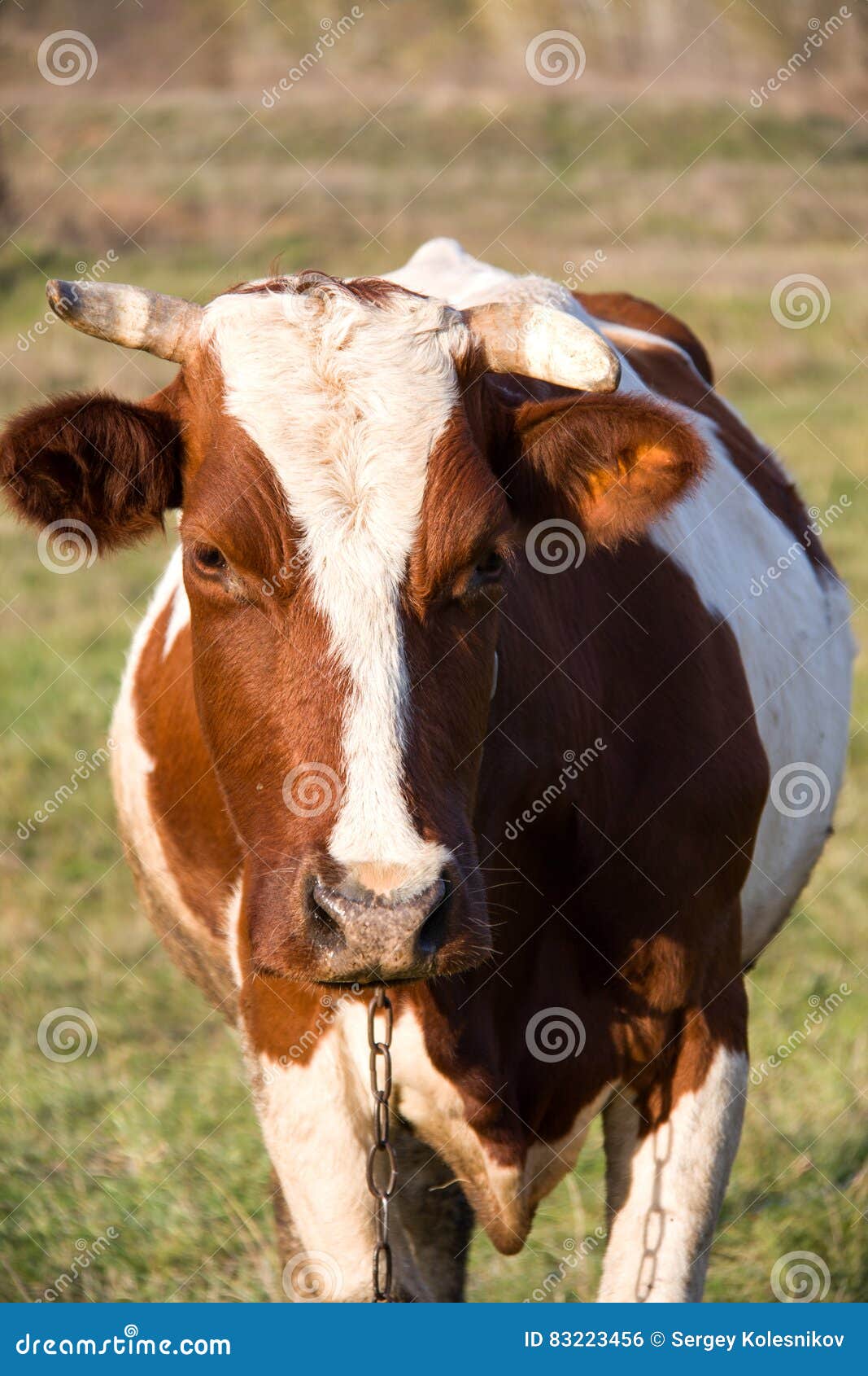 Young Bull Grazing on the Green Grass Stock Photo - Image of beef ...