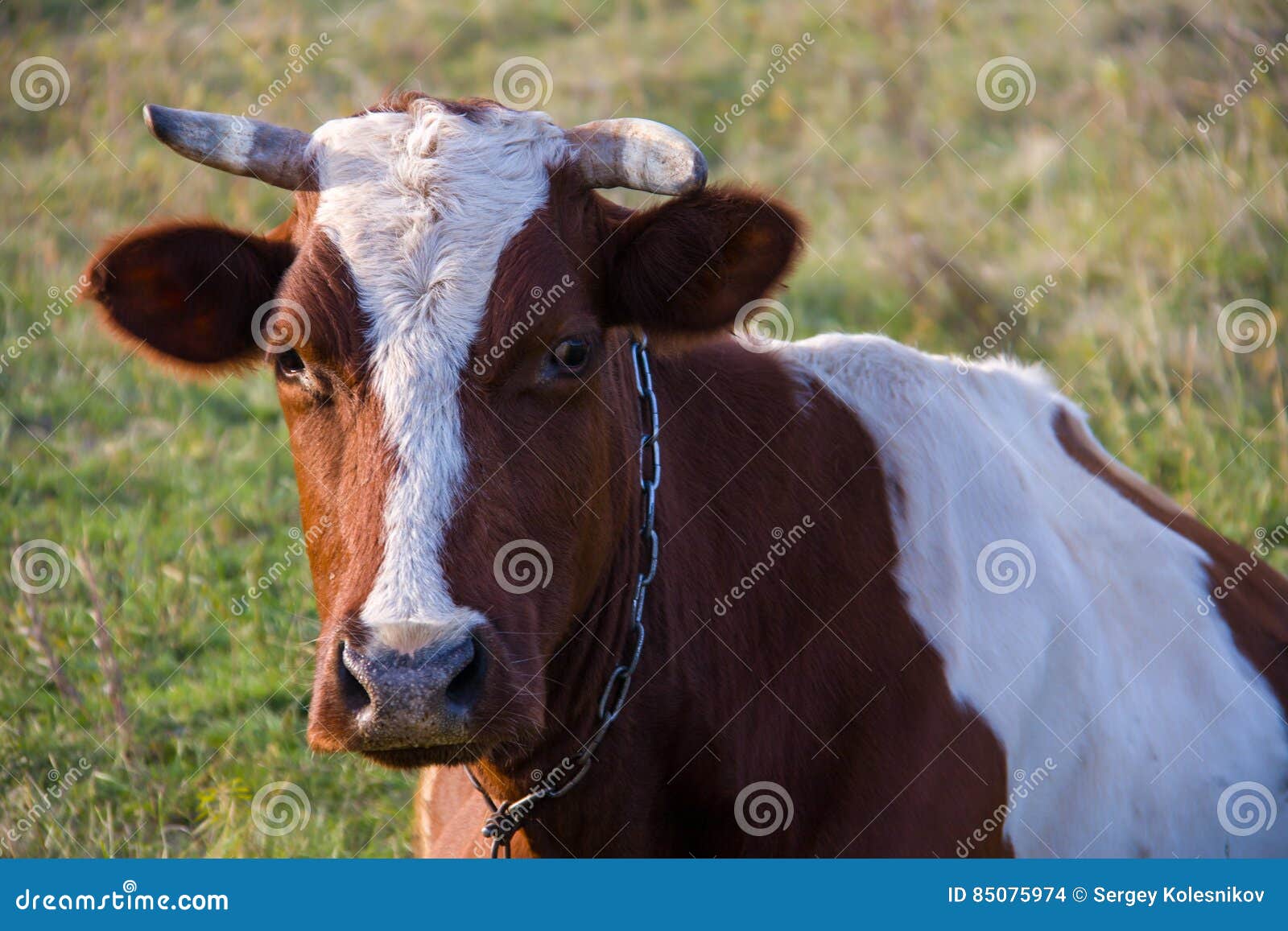 Young Bull Grazing on the Green Grass Stock Photo - Image of meat ...