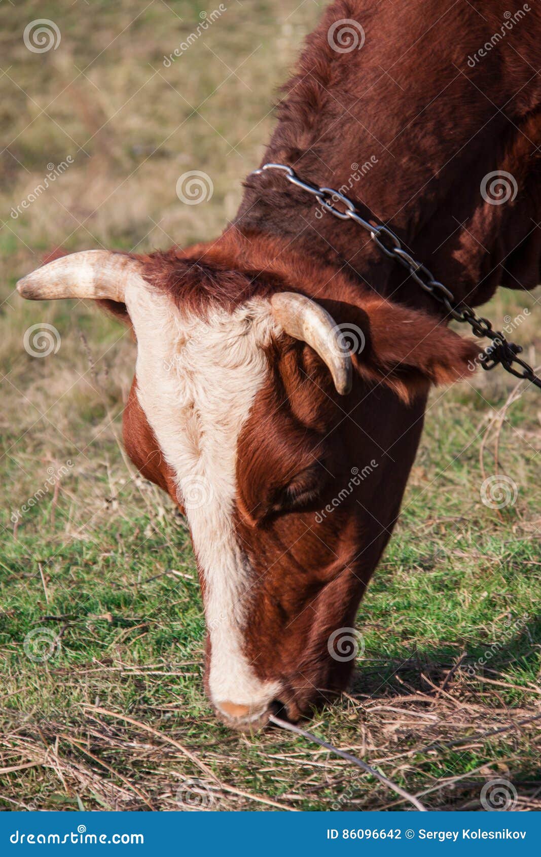 Young Bull Grazing on the Green Grass Stock Photo - Image of calf, bull ...