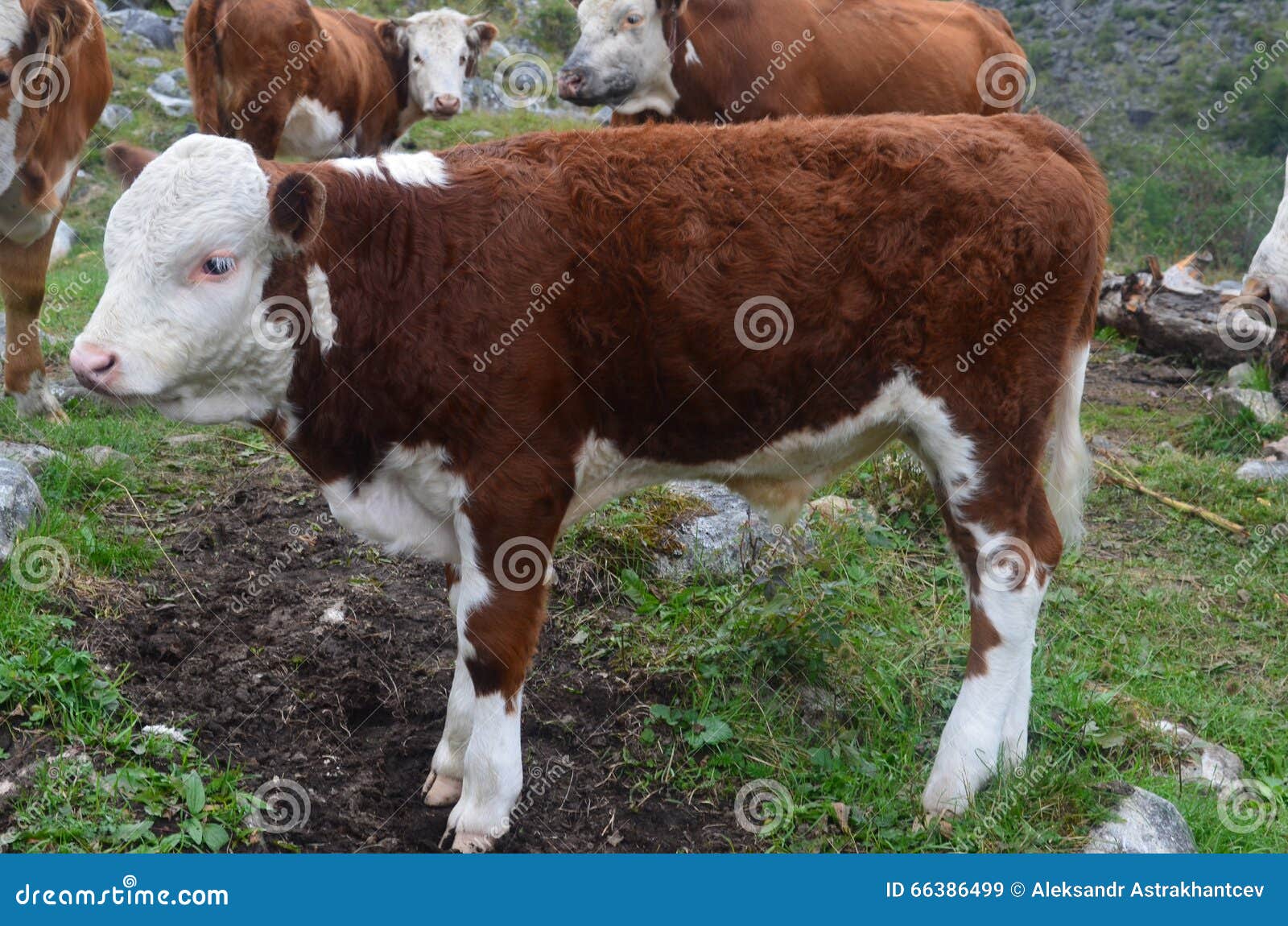Young bull stock image. Image of breed, people, milk - 66386499