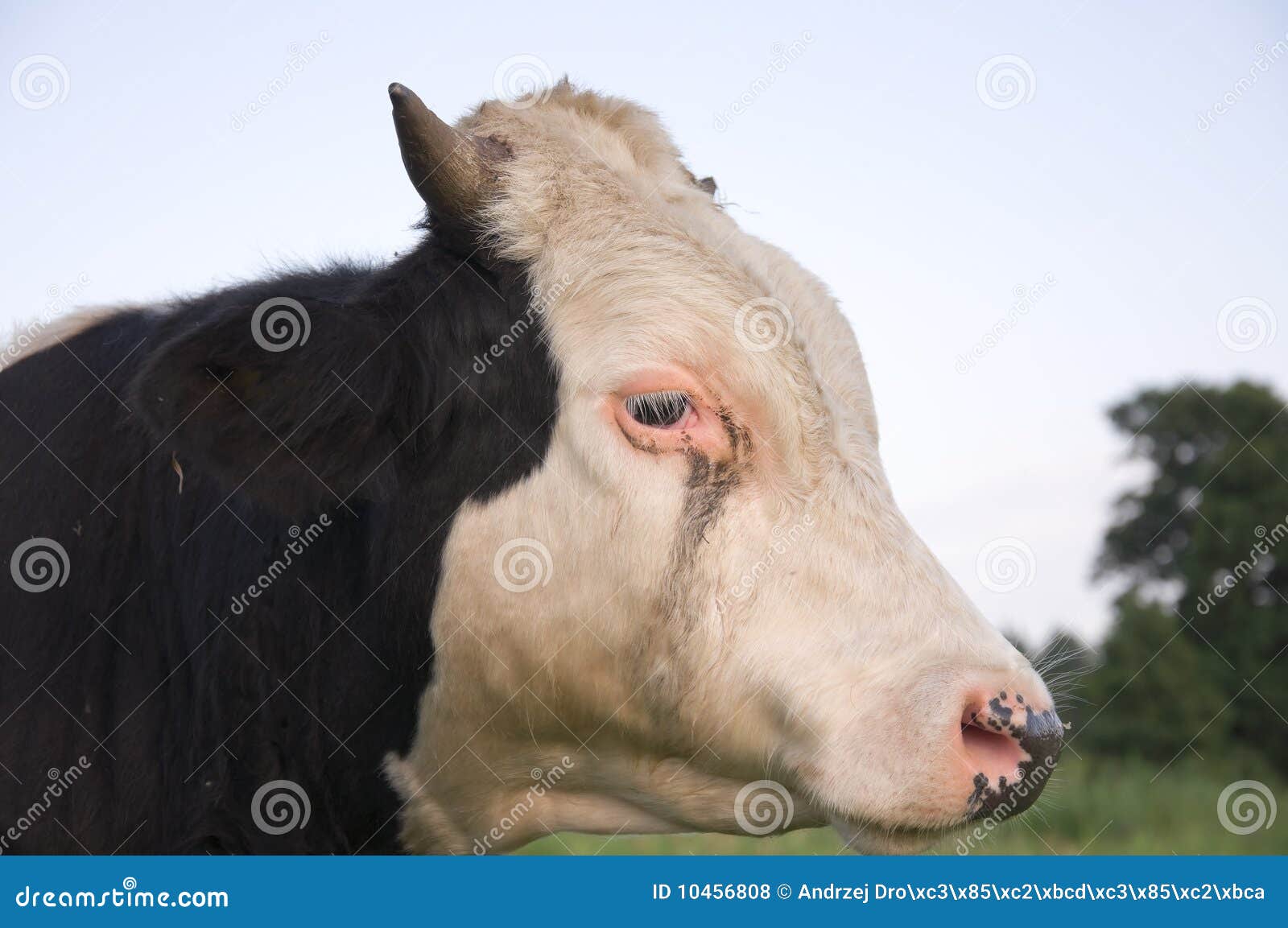 Young bull head stock photo. Image of cattle, agriculture - 10456808