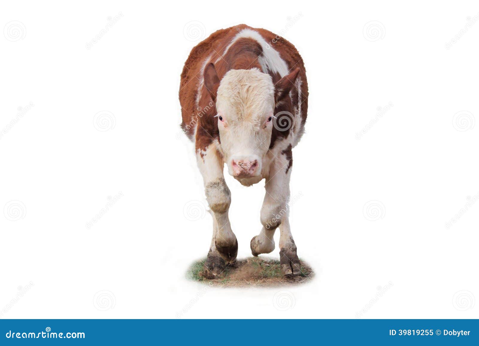 Young Bull. stock image. Image of nature, domestic, outdoors - 39819255