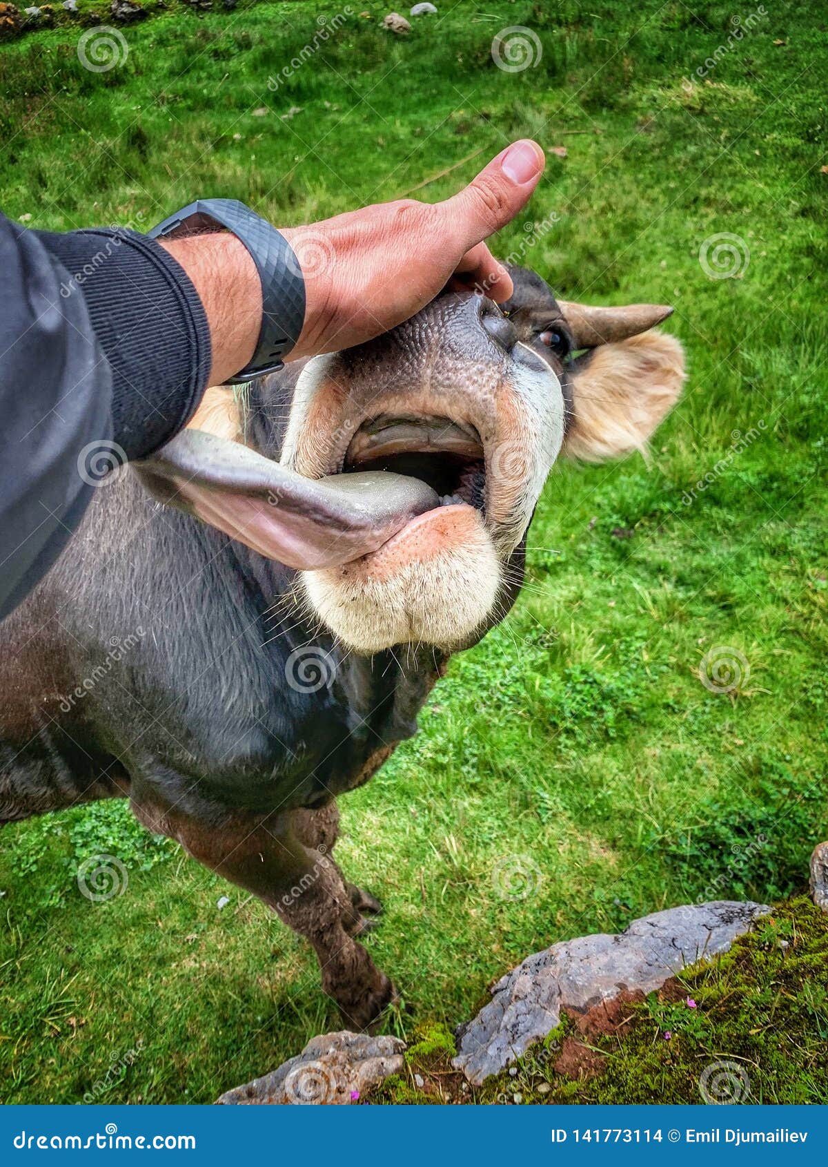 Young Bull Licks the Hand of a Men Stock Photo - Image of hand, closeup ...
