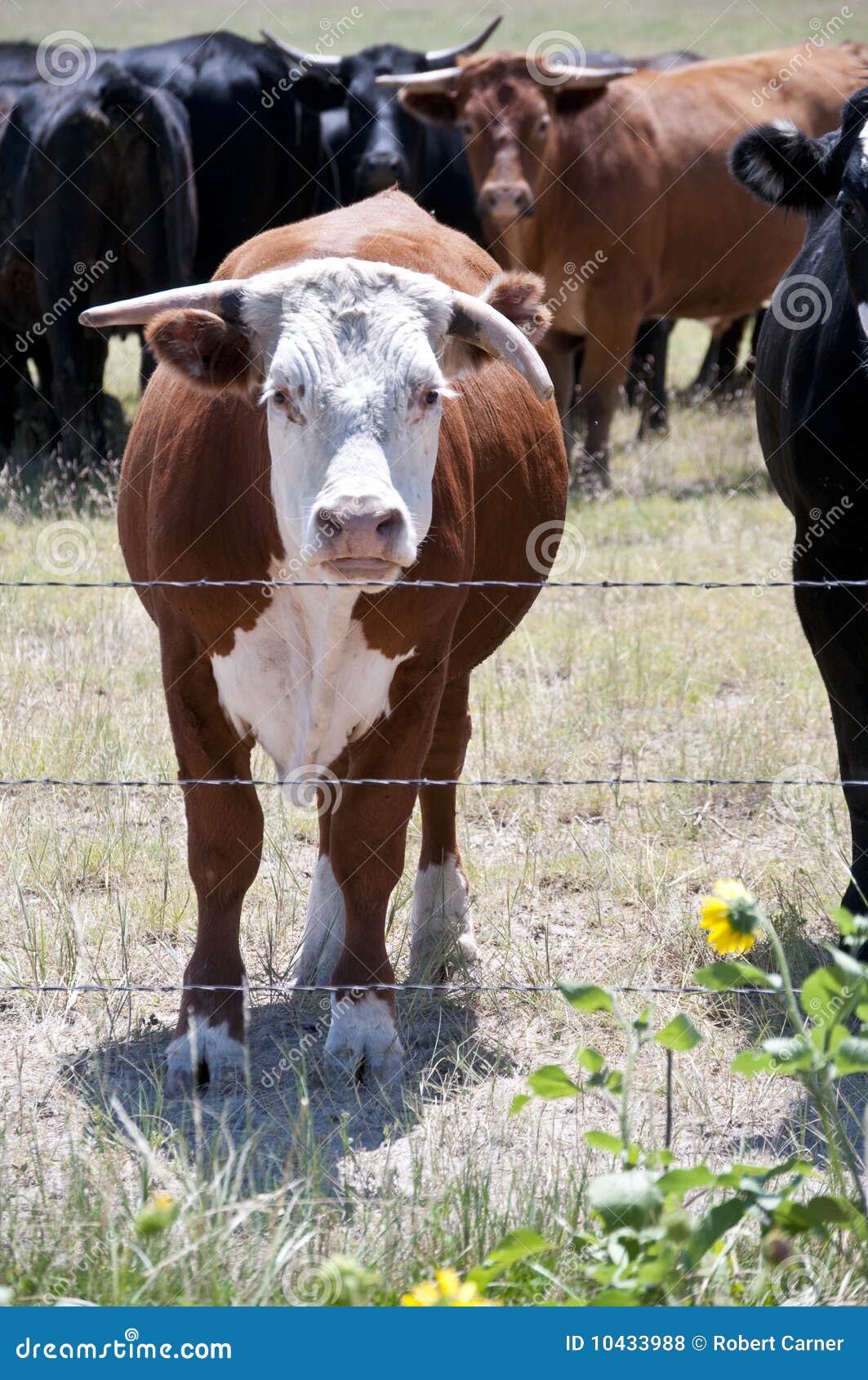 Young Bull Looking Over the Fence Stock Photo - Image of photograph ...