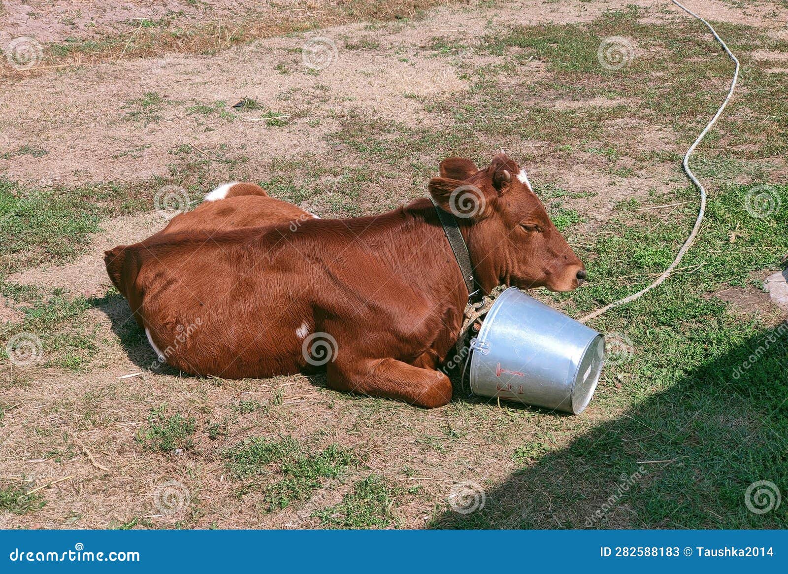 A Young Bull is Lying on the Grass with a Metal Bucket Stock Image ...