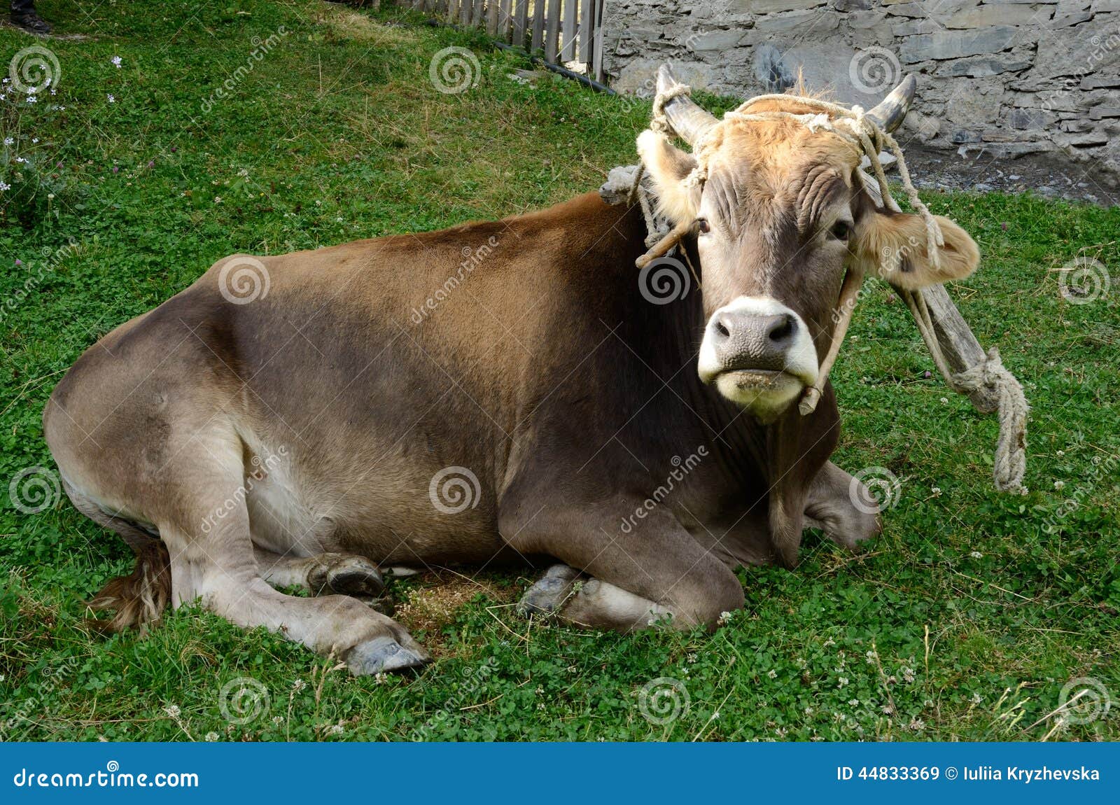 Young Bull Lying on the Green Grass, Farm Animal Stock Image - Image of ...