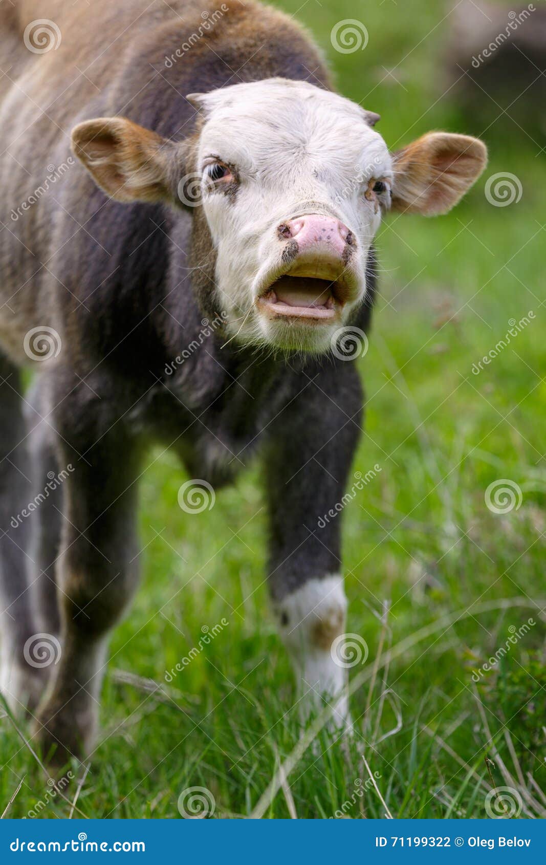 Young bull is mooing stock photo. Image of animals, nature - 71199322