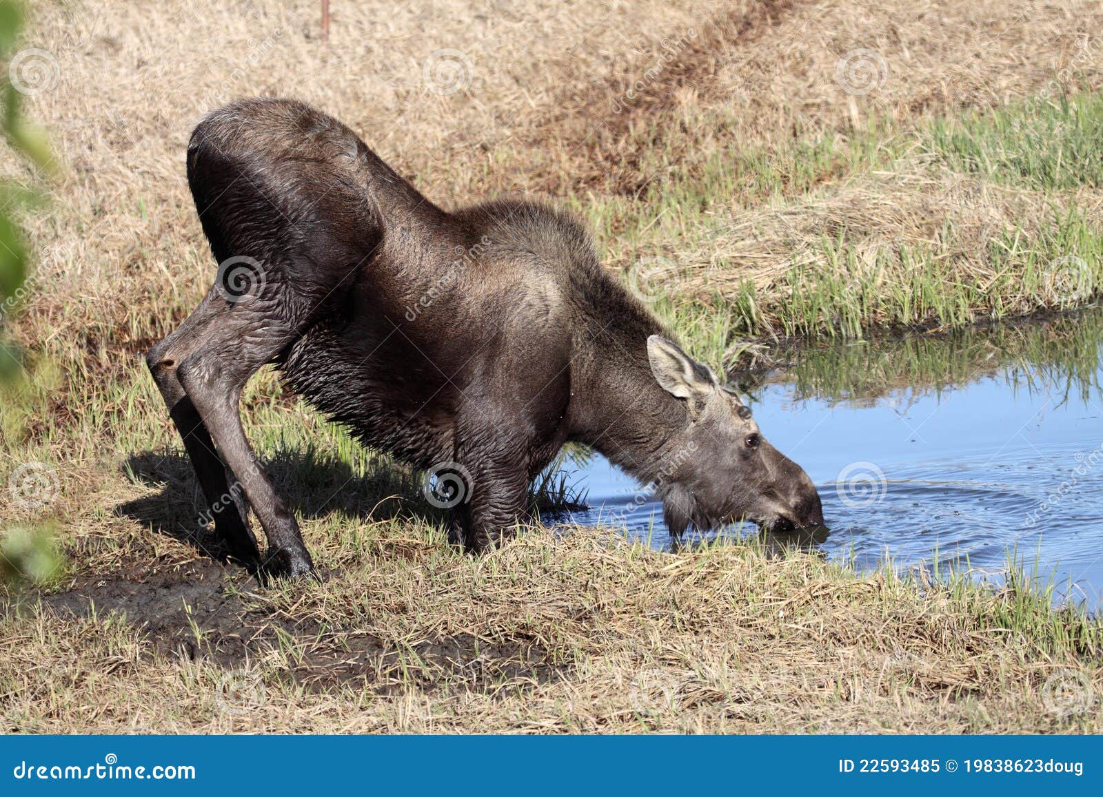 Bull Moose Mud Stock Photos - Free & Royalty-Free Stock Photos from ...