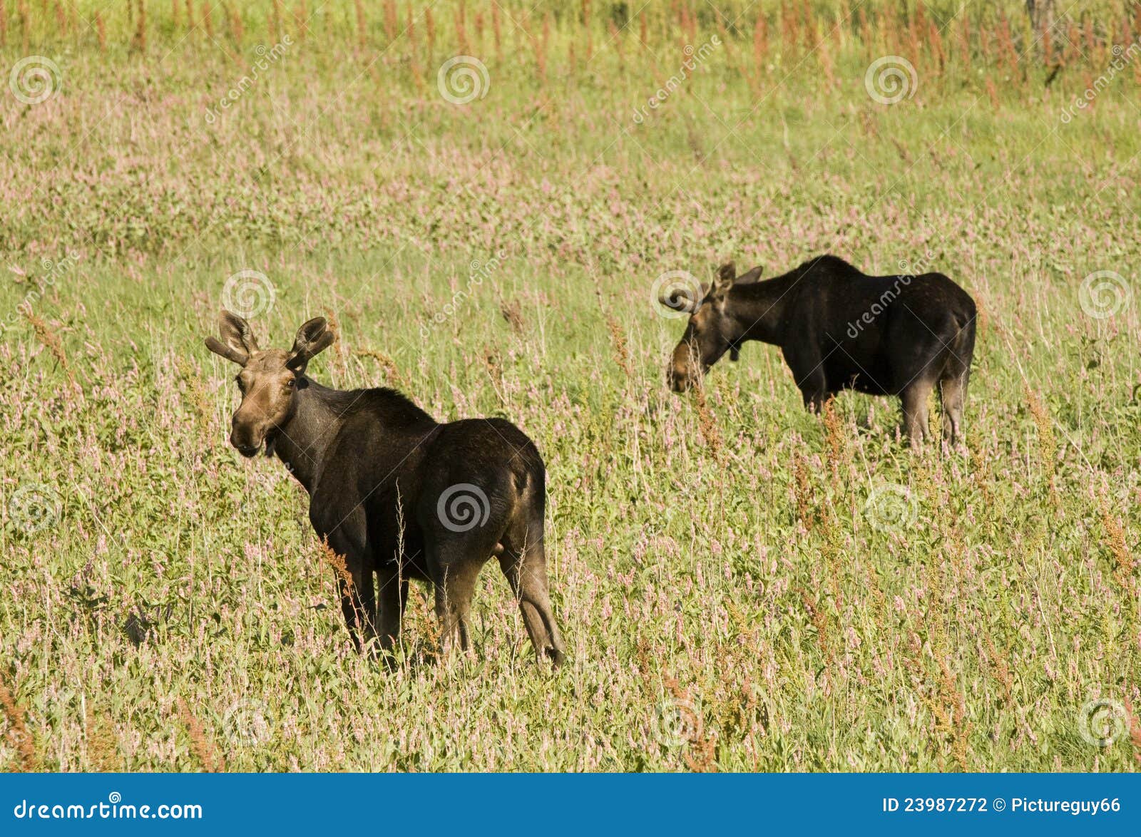 Young Bull Moose stock photo. Image of national, outdoors - 23987272