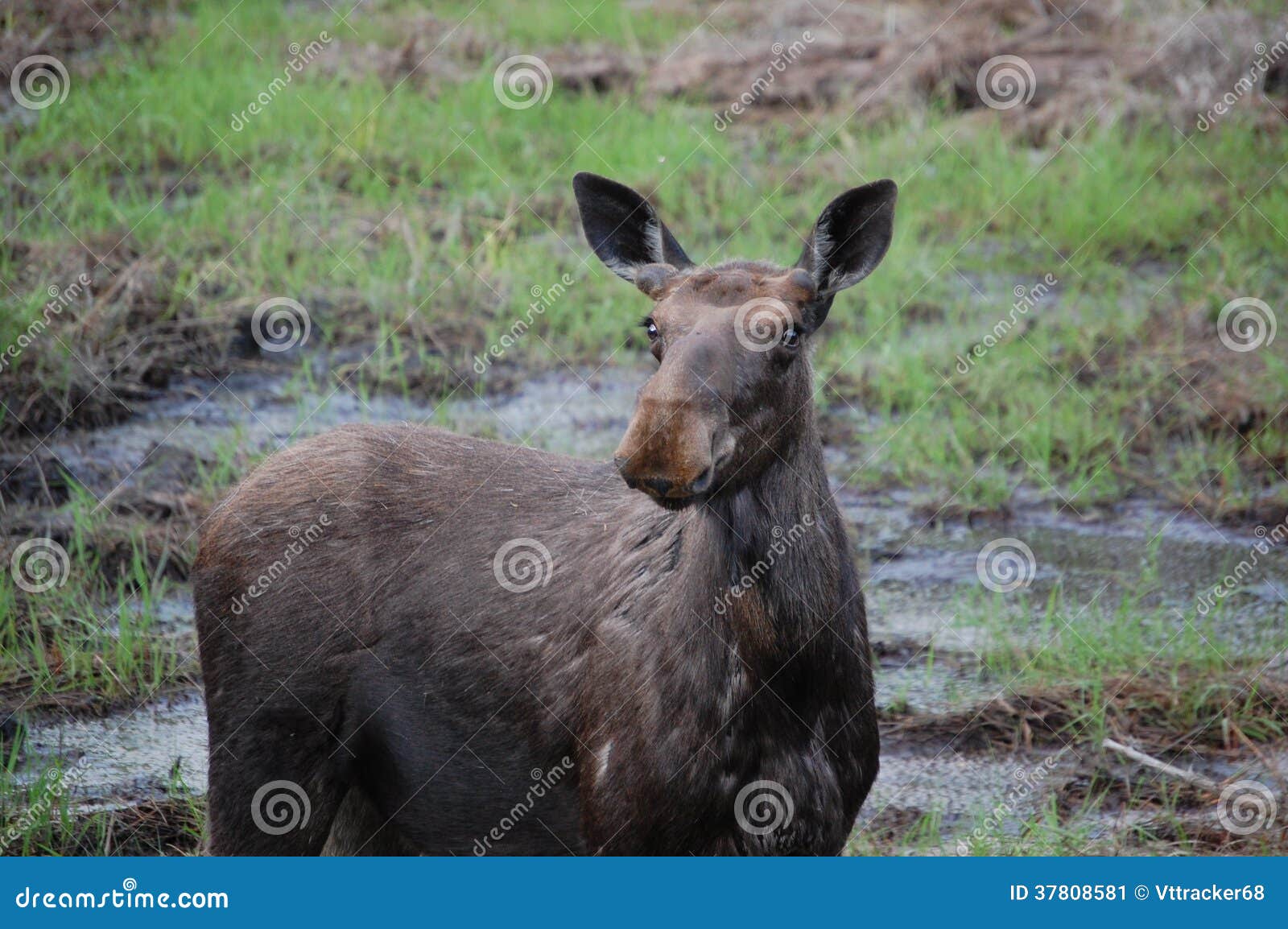 Young bull moose stock image. Image of deer, bullwinkle - 37808581