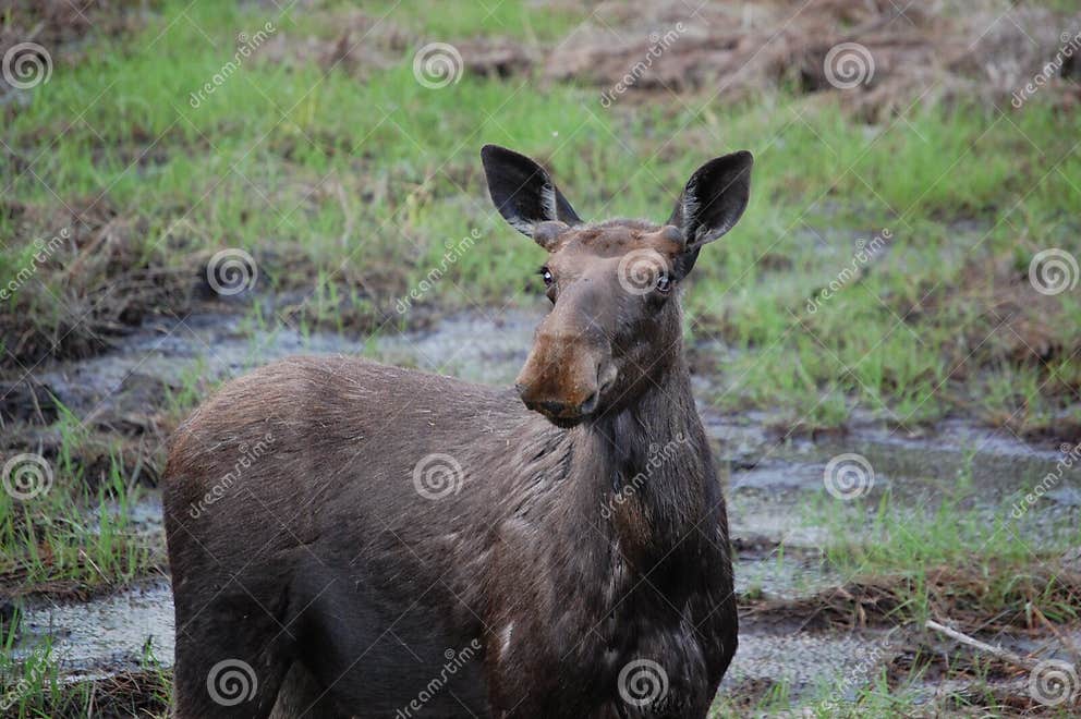 Young bull moose stock image. Image of deer, bullwinkle - 37808581