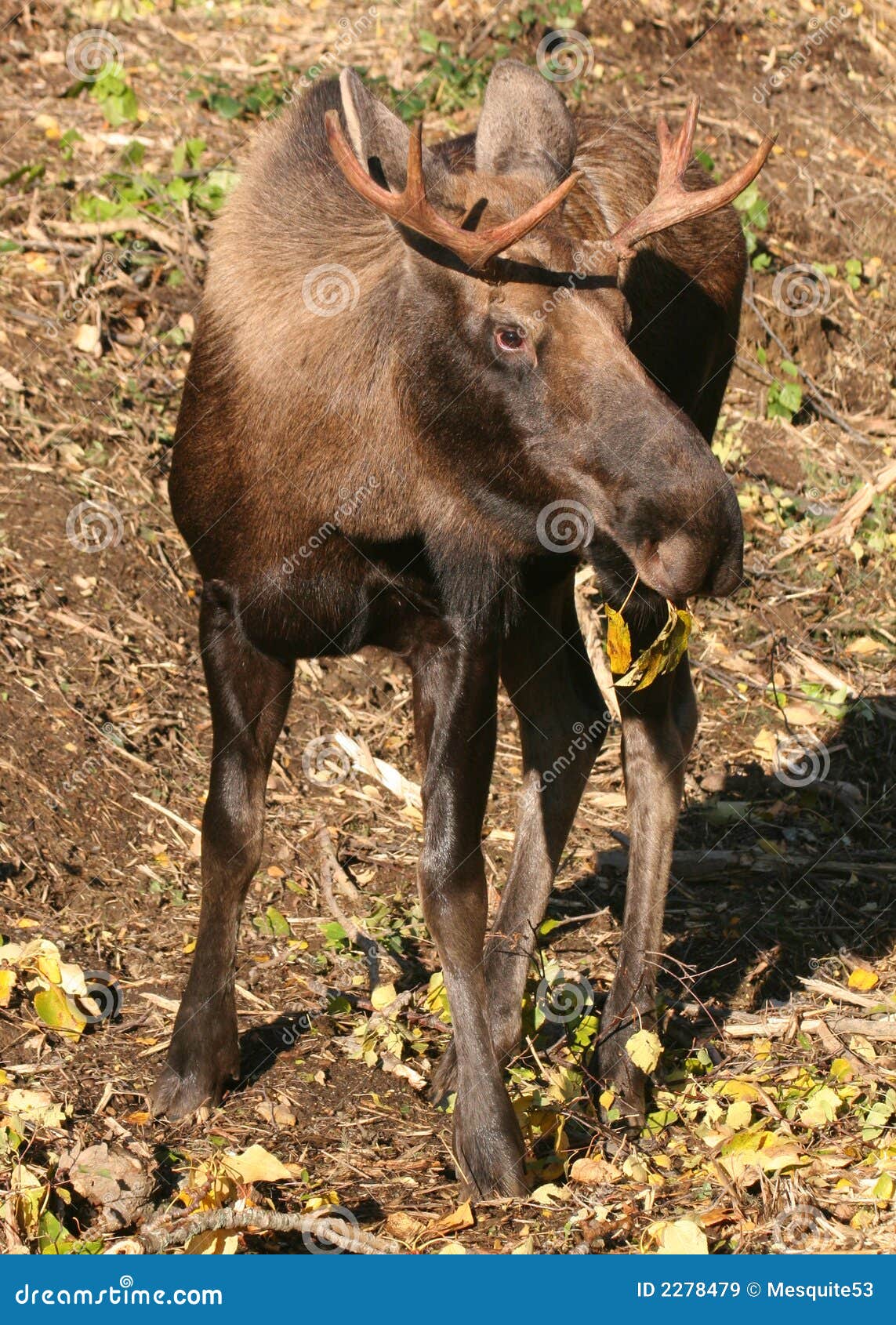 Young bull moose browsing stock image. Image of alaska - 2278479