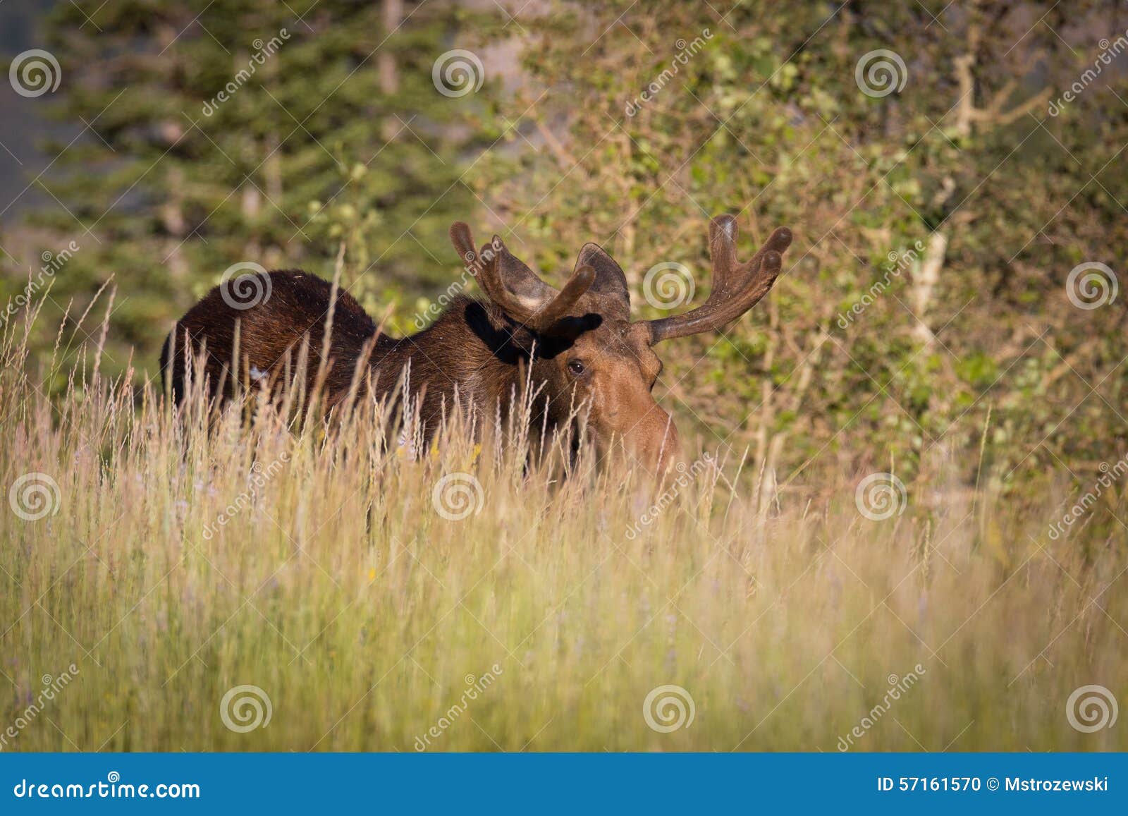 Young Bull Moose stock photo. Image of grass, utah, canyon - 57161570