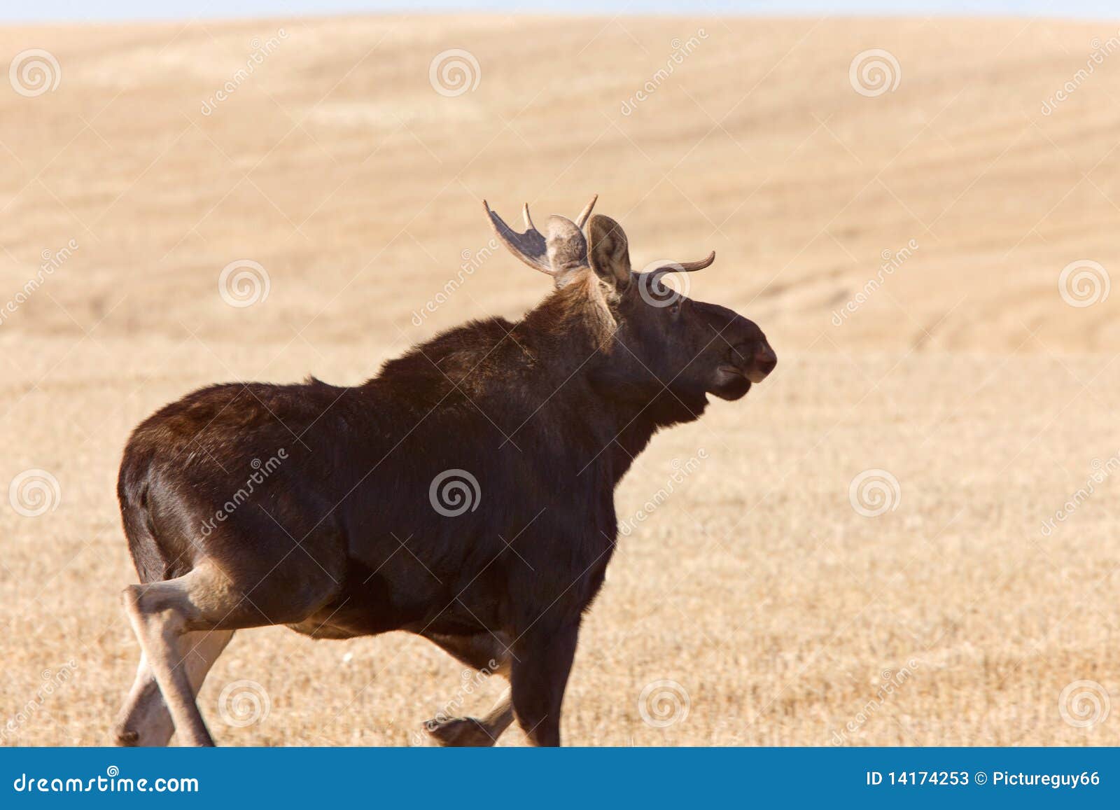 Young Bull Moose Running in Prairie Field Stock Image - Image of buck ...