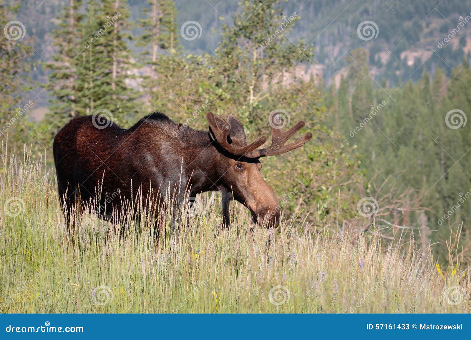 Young Bull Moose stock image. Image of nature, utah, bull - 57161433