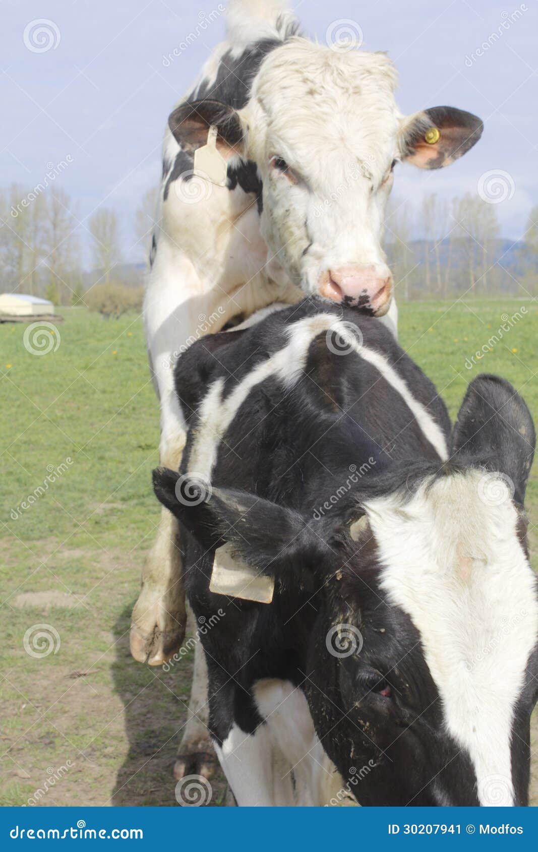Young Bull Mounts Dairy Cow Stock Image - Image: 30207941