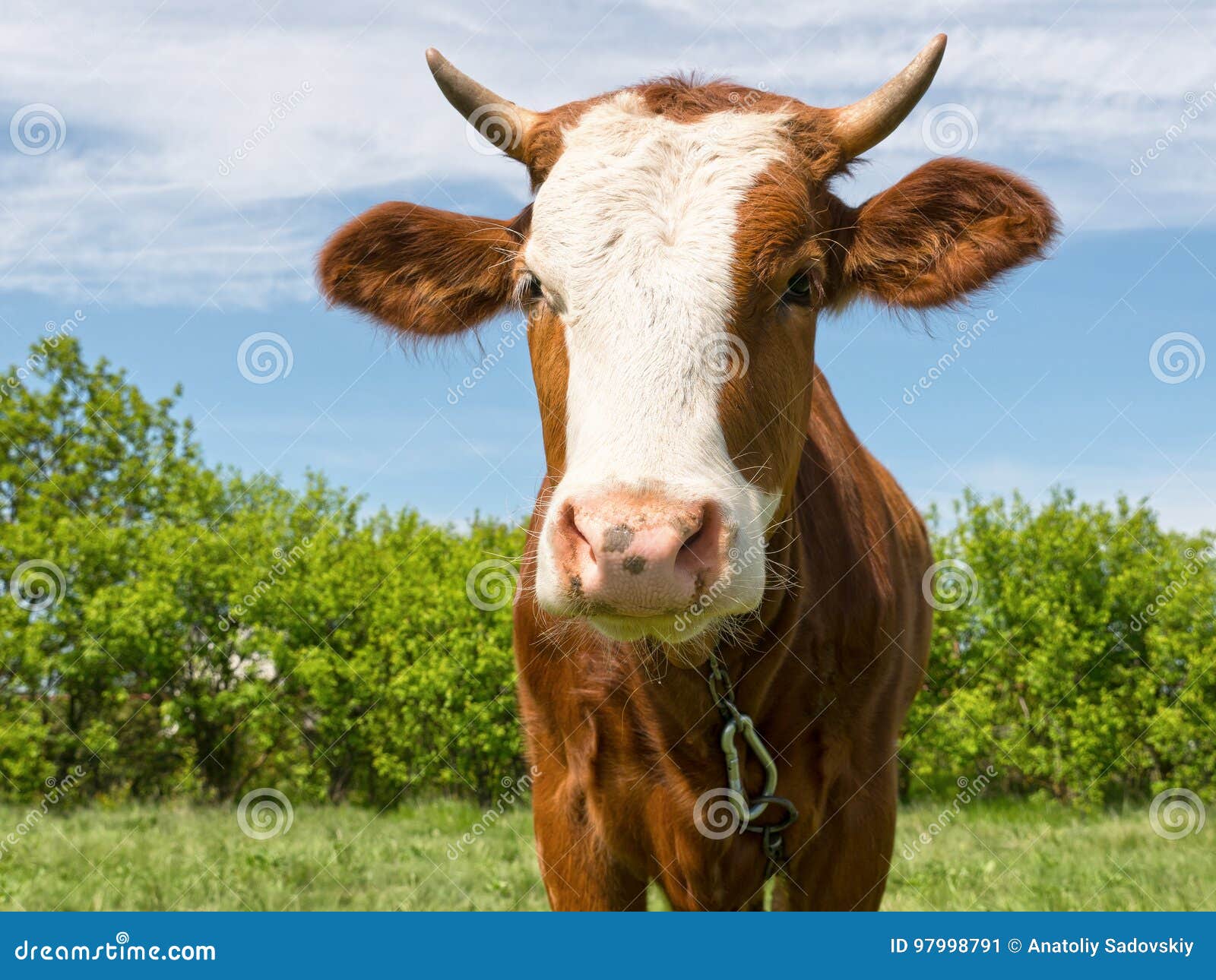 Young bull stock image. Image of farming, animal, mammal - 97998791