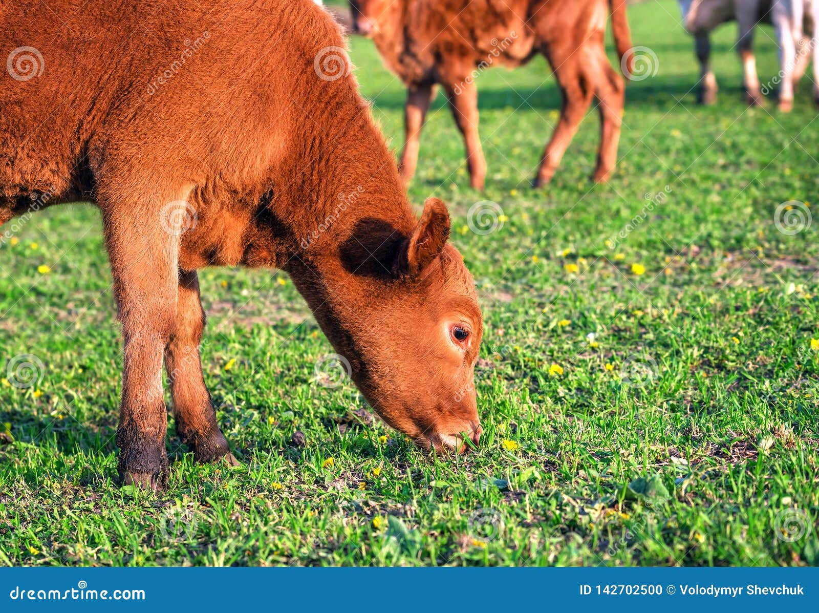 Young bull on the pasture stock photo. Image of blue - 142702500