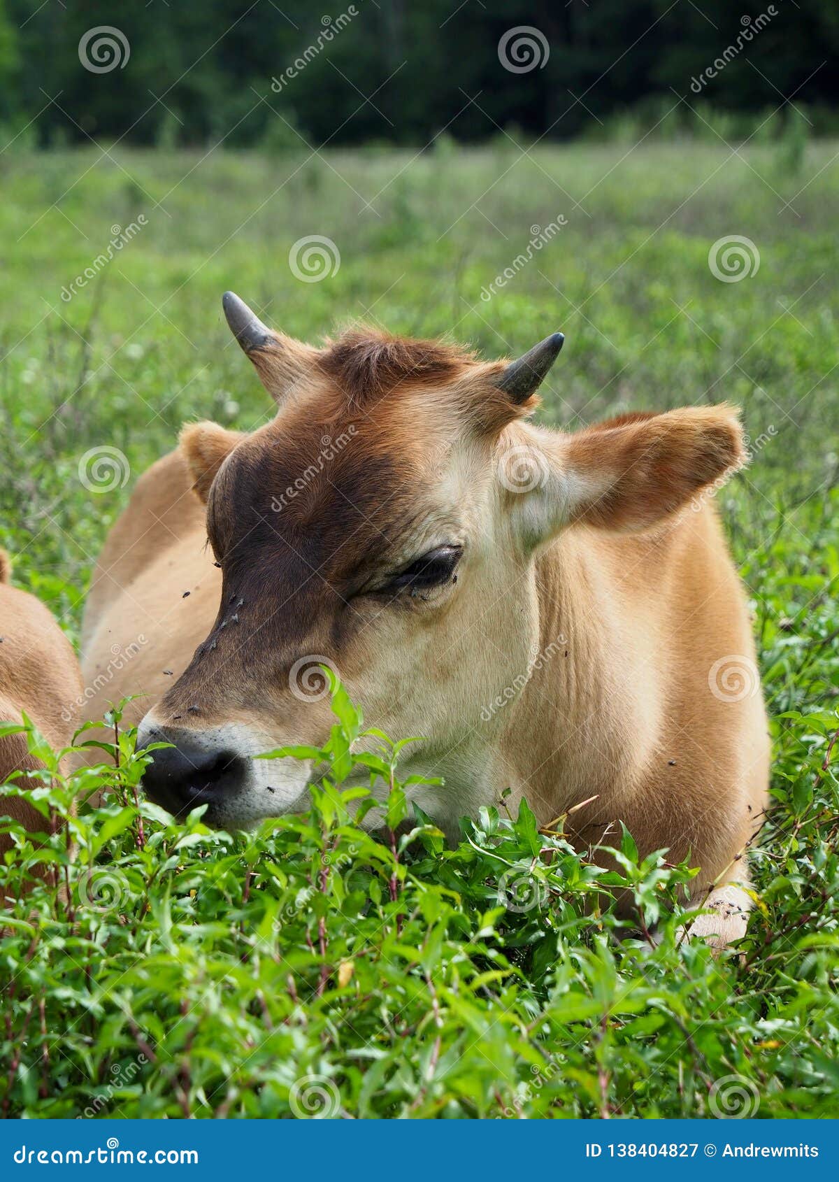 Young Bull Resting in Field Stock Image - Image of laying, brown: 138404827