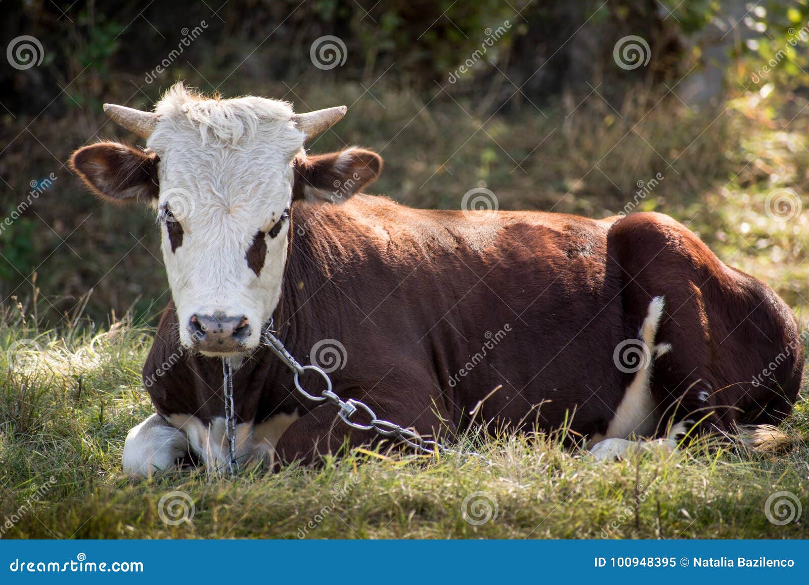 Young bull stock image. Image of lying, bell, beautiful - 100948395