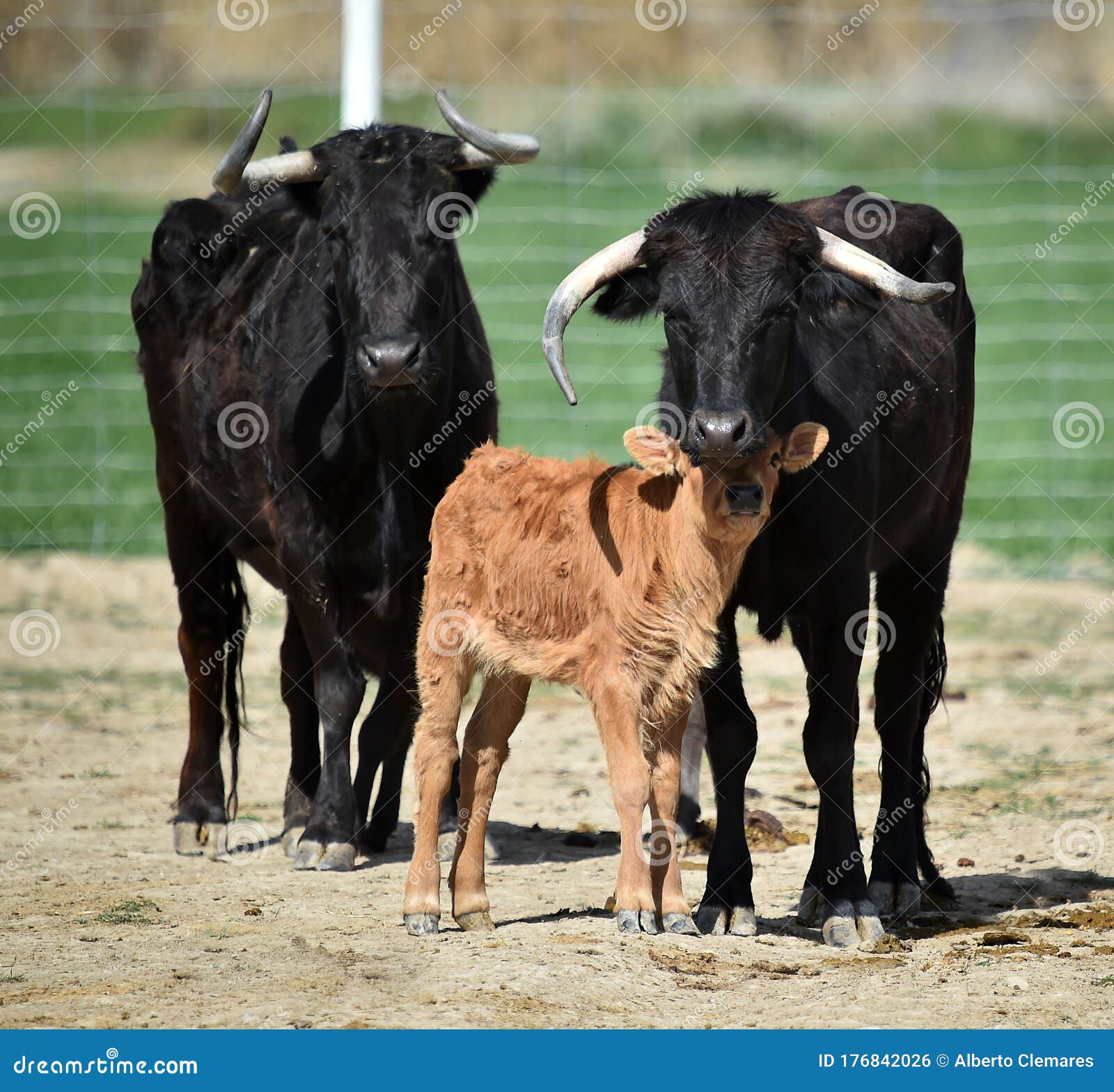 A Young Bull on the Spanish Cattle Farm Stock Photo - Image of ...