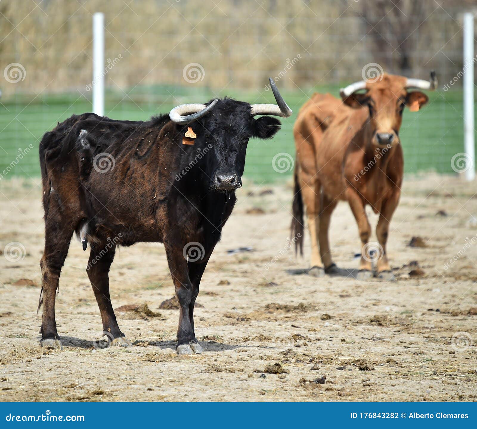 A Young Bull on the Spanish Cattle Farm Stock Photo - Image of savage ...