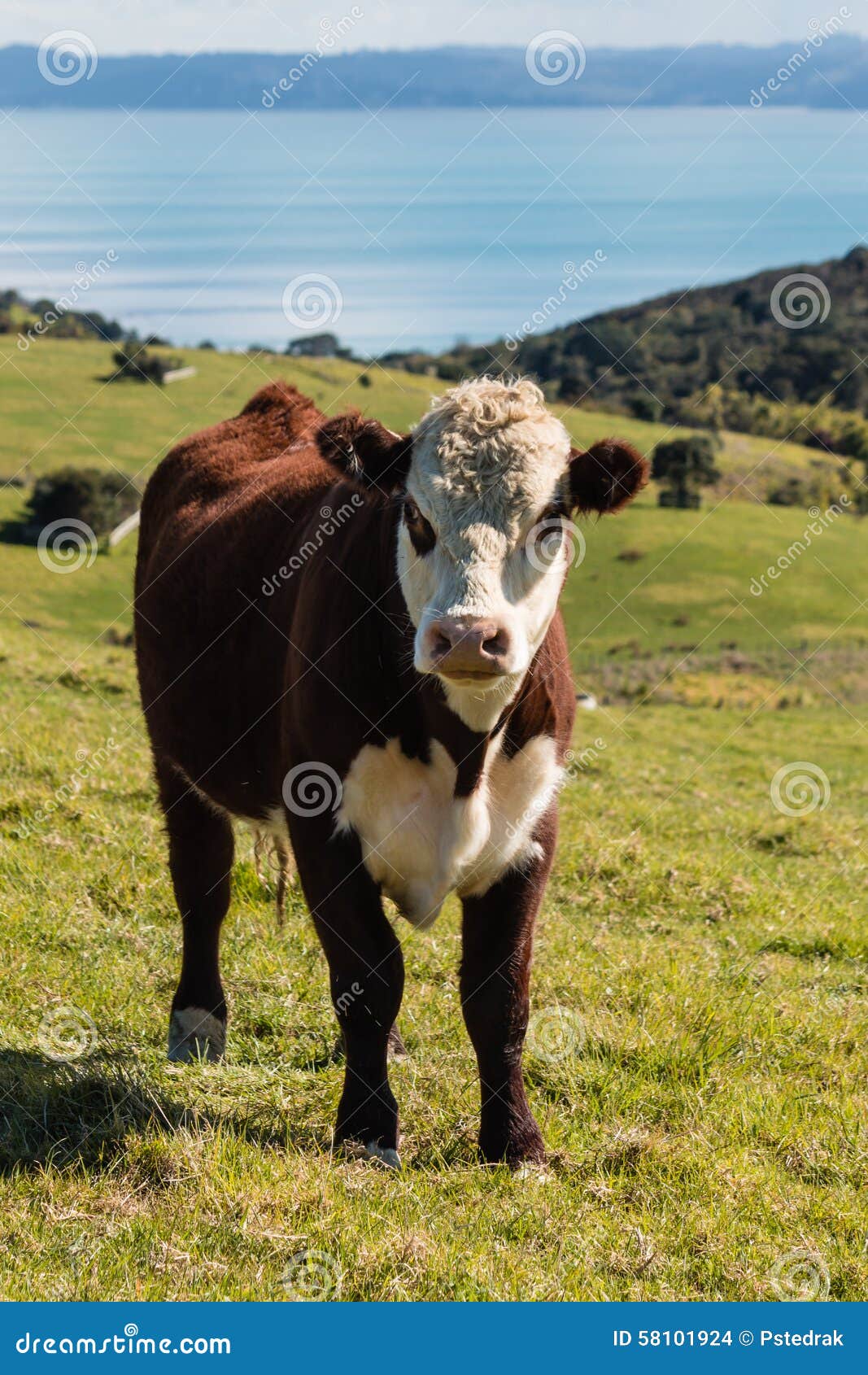 Young Bull Standing on Meadow Stock Photo - Image of meadow, pasture ...
