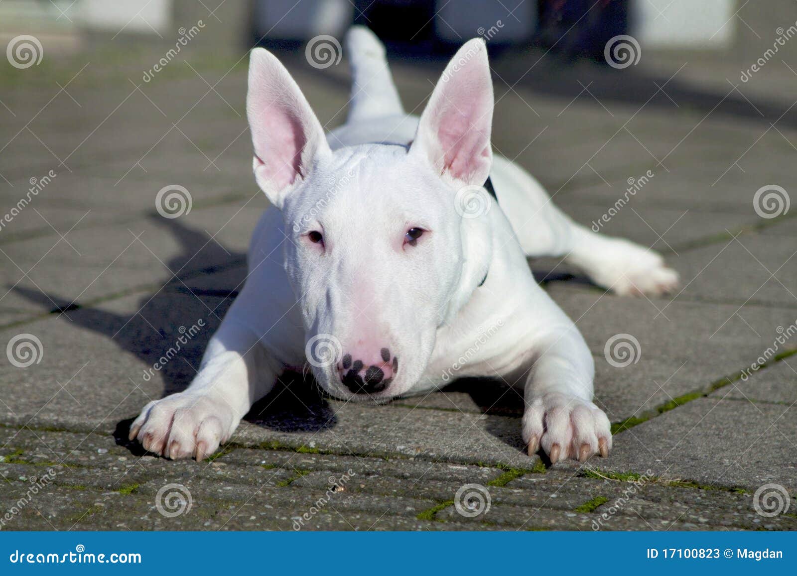 Young Bull Terrier. stock image. Image of young, watch - 17100823