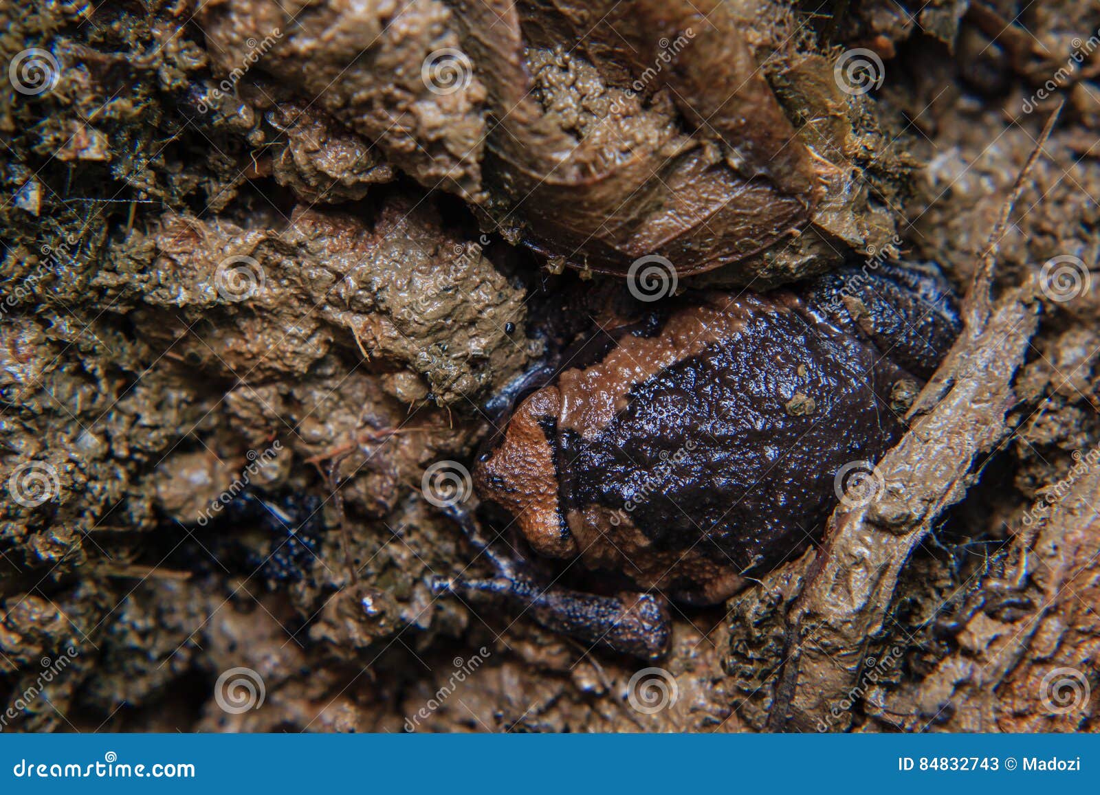 Young bullfrog in the mud stock image. Image of bullfrog - 84832743