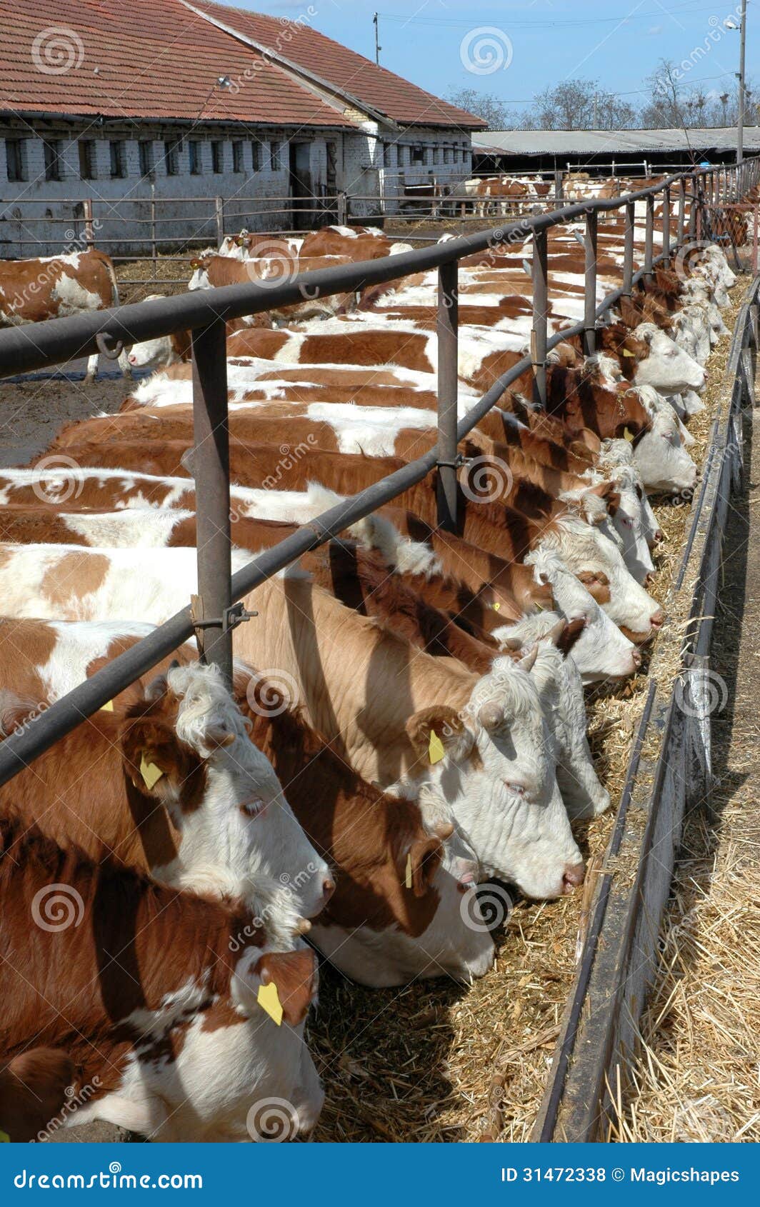 Young bulls on farm stock photo. Image of nose, grass - 31472338