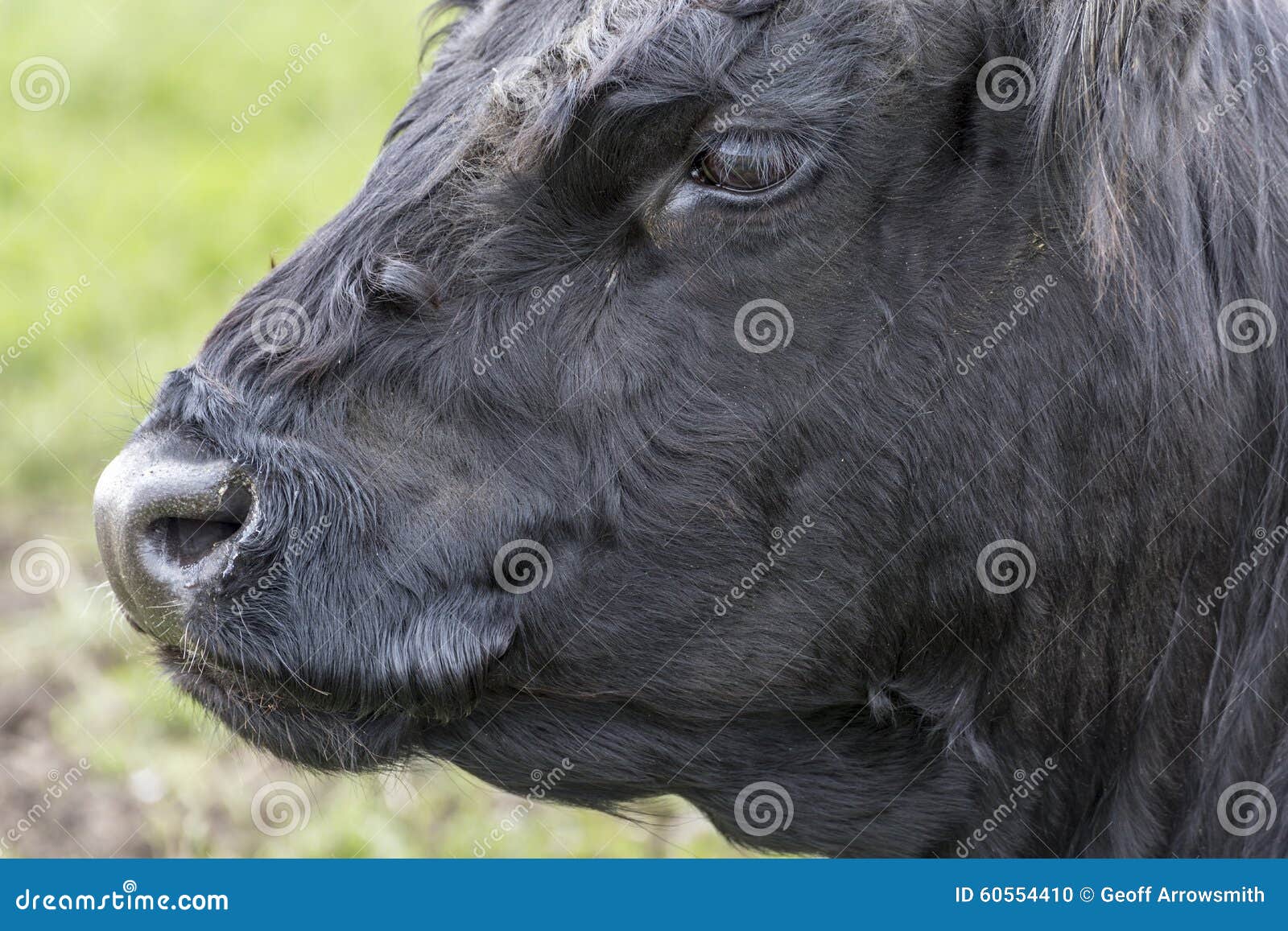 Young Bulls Head stock photo. Image of adult, isolated - 60554410