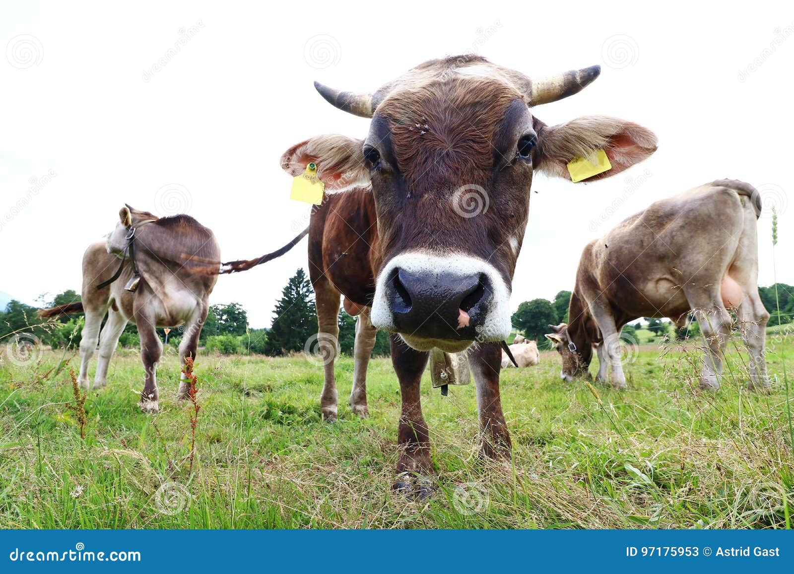Young bulls on the pasture stock image. Image of horns - 97175953