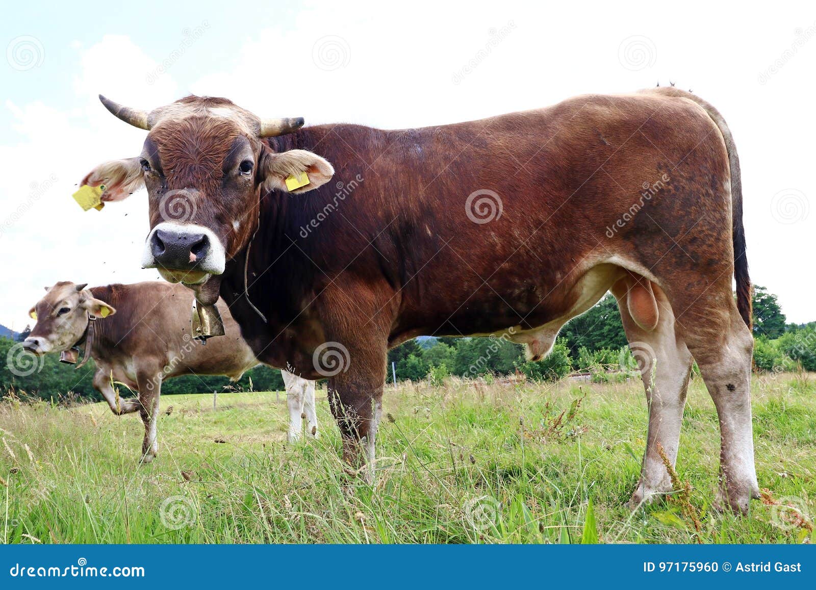 Young bulls on the pasture stock photo. Image of cattles - 97175960
