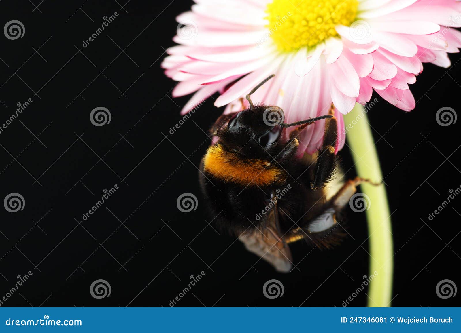 Young Bumblebee on a Flower Stock Image - Image of daisy, black: 247346081