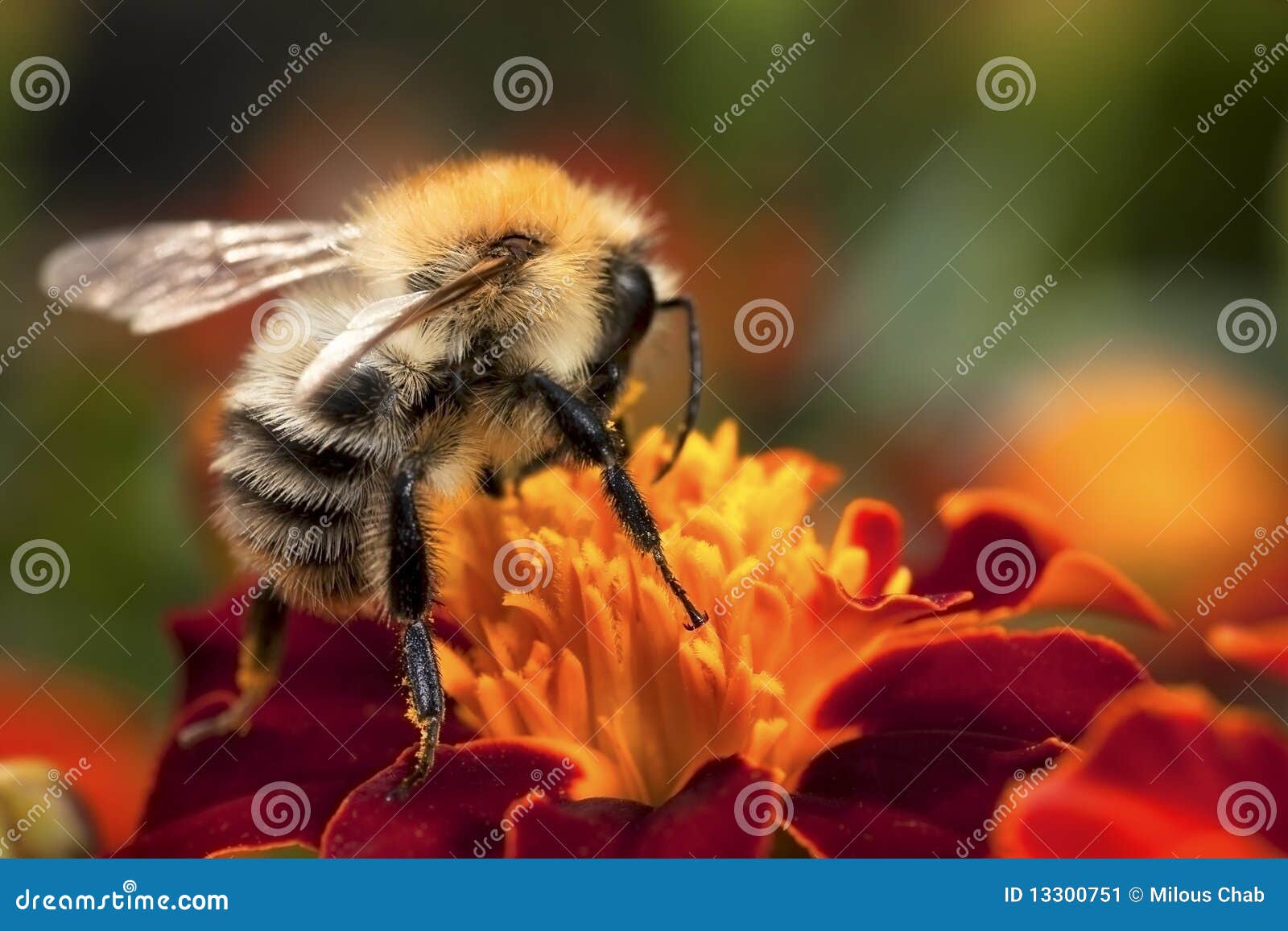Young bumblebee at work stock image. Image of close, colors - 13300751
