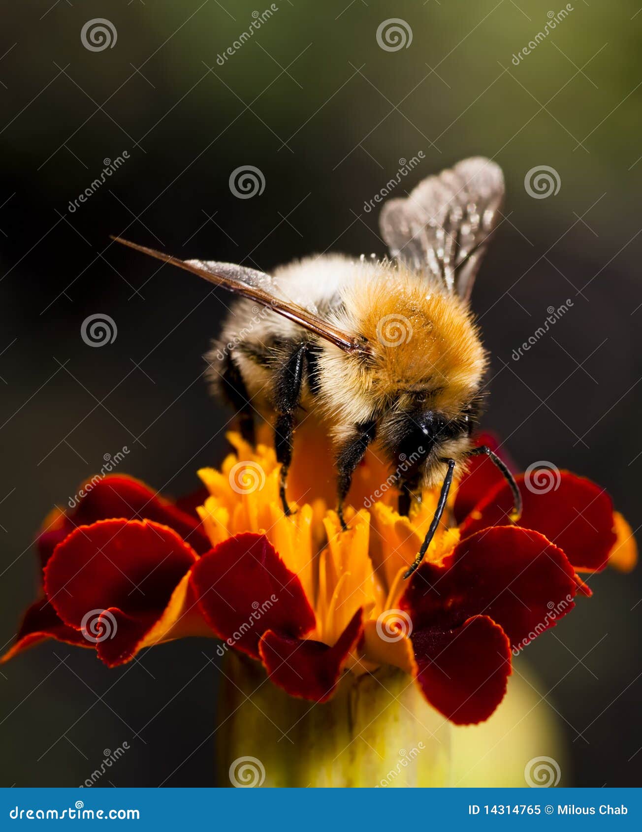 A Young Bumbling Waiter Drops On The Floor Of The Empty Tray Is Royalty ...