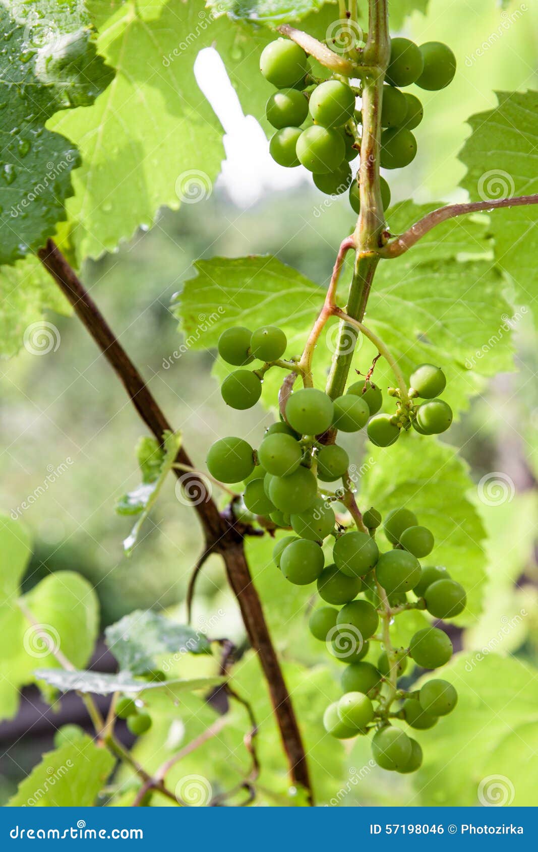 Young bunch of grapes stock photo. Image of nature, gardening - 57198046