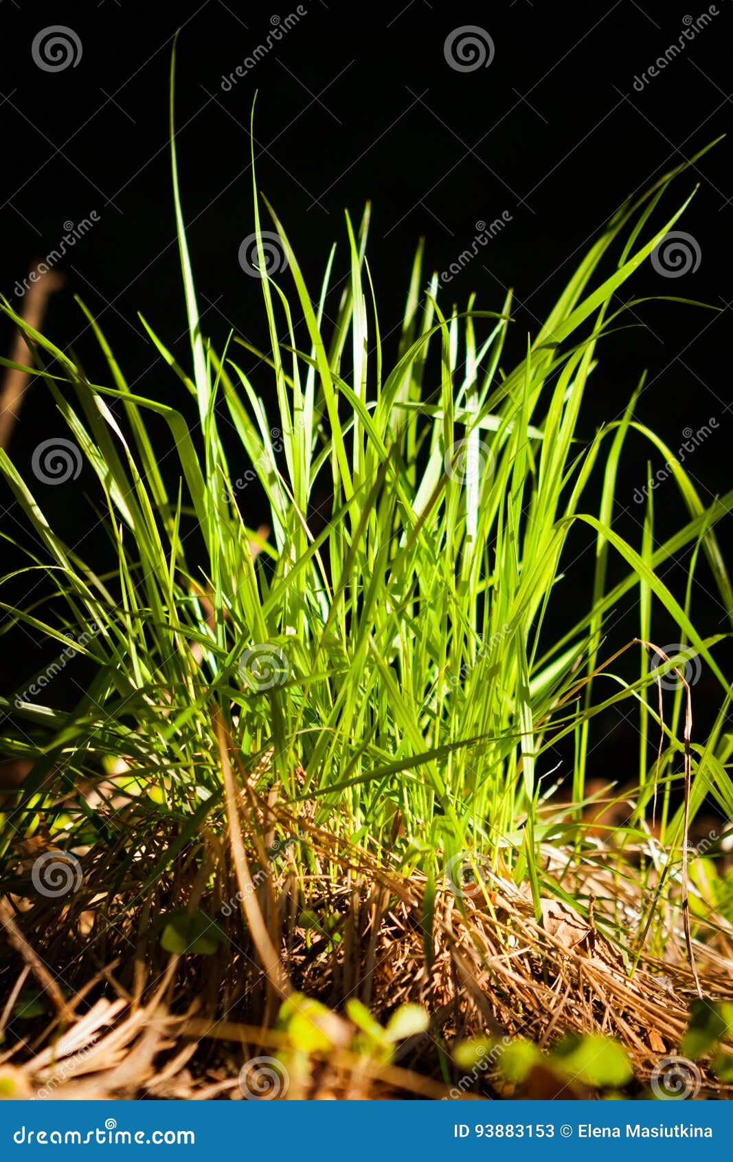 Young Bunch of Grass in Spring Forest. Stock Image - Image of fresh ...