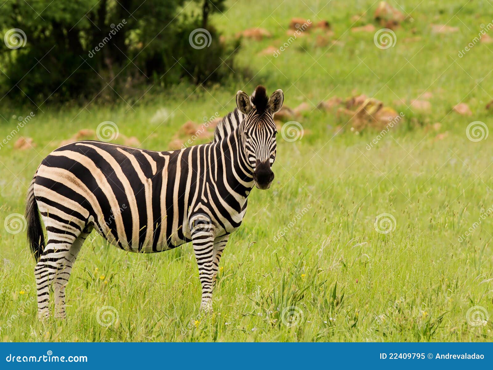 Young Burchells Zebra stock image. Image of southern - 22409795