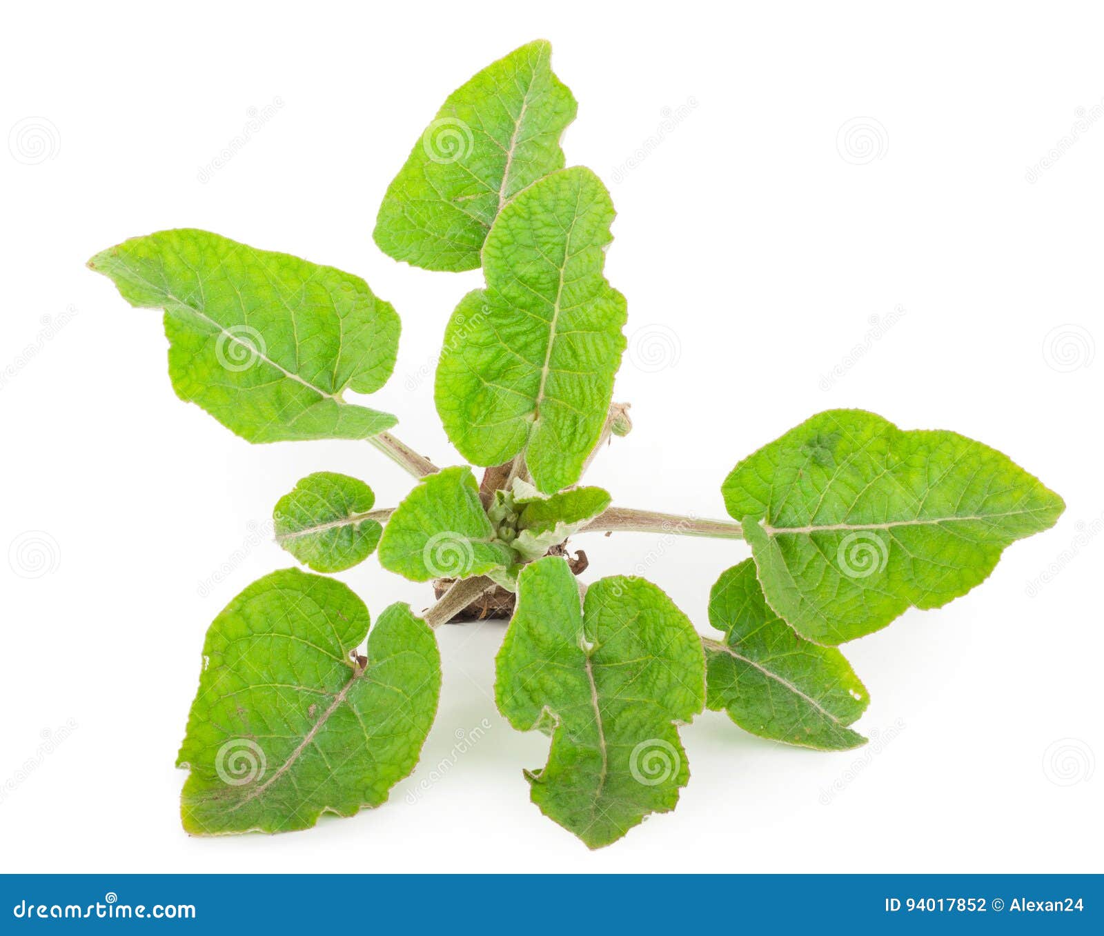 Young burdock stock photo. Image of green, color, burdock - 94017852