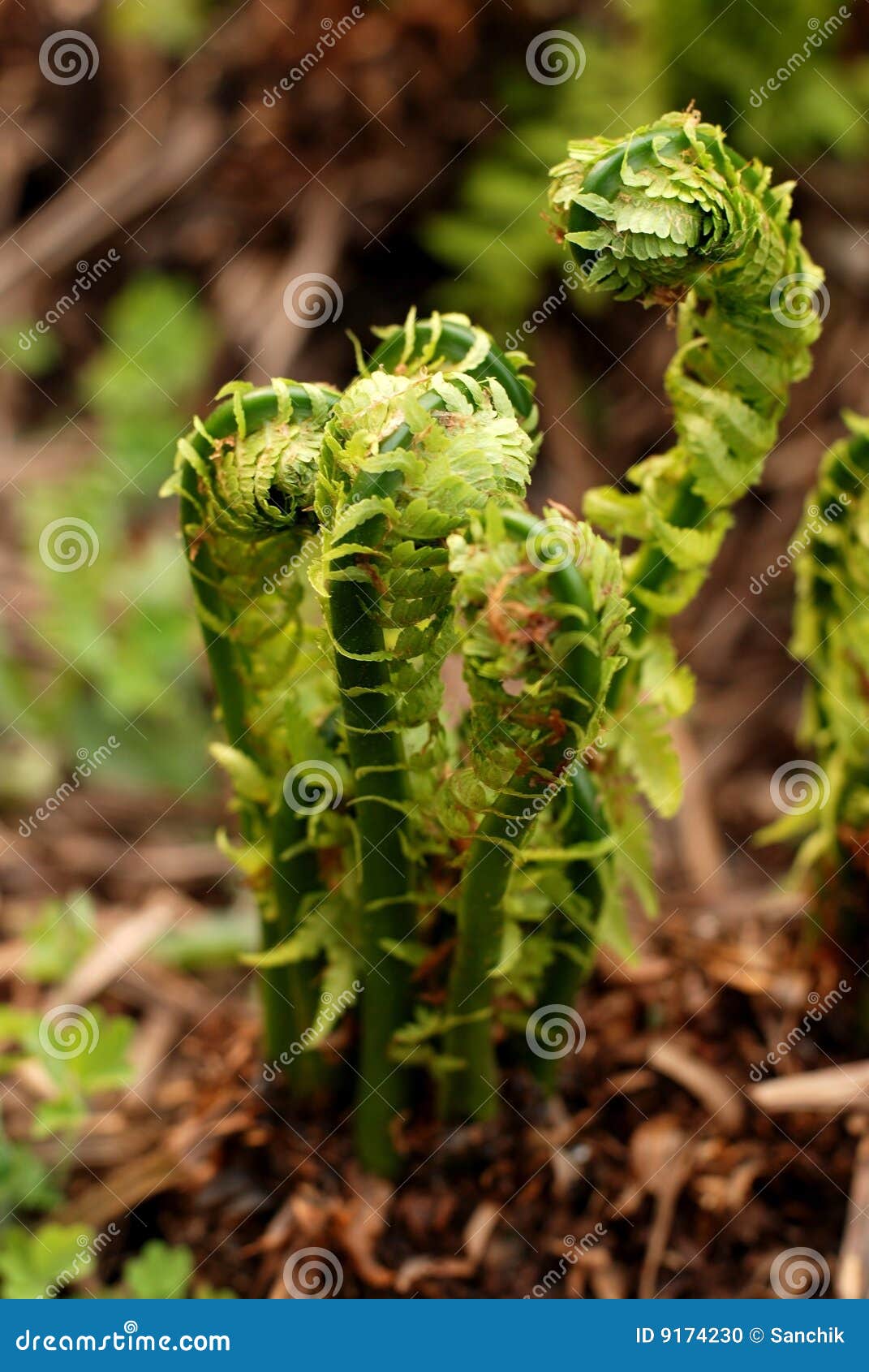 The young bush of the fern stock photo. Image of gentle - 9174230