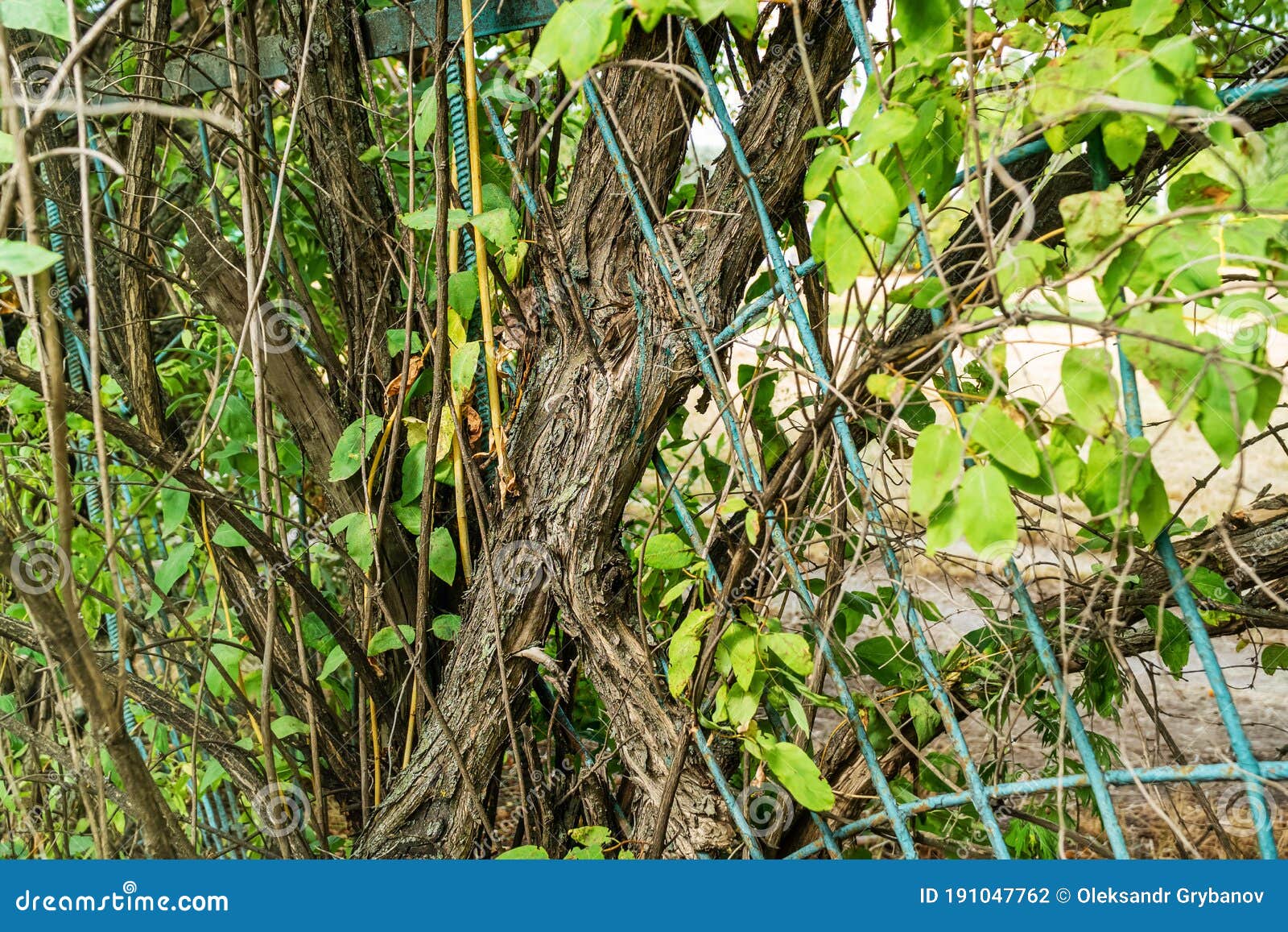 Tree Grows through the Fence Stock Photo - Image of scar, entangled ...