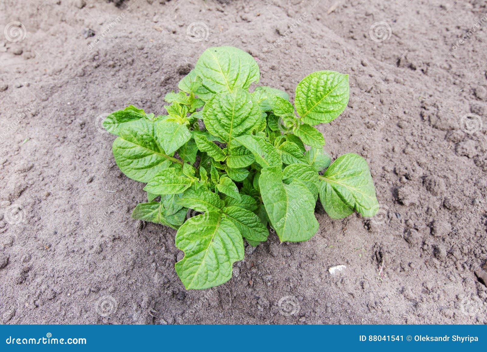 Young bush potatoes stock image. Image of countryside - 88041541