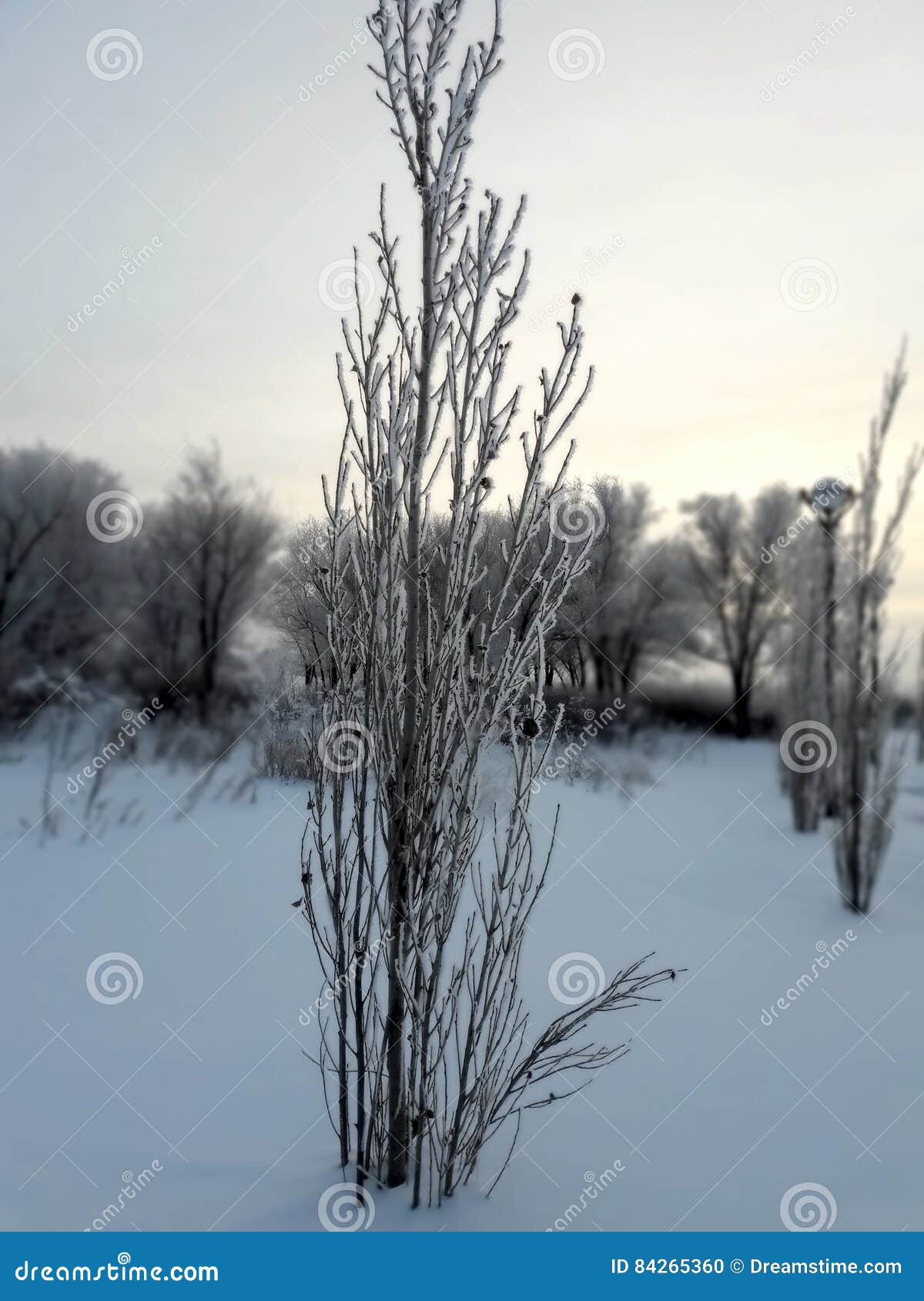 Young bush stock photo. Image of snow, dark, cold, night - 84265360