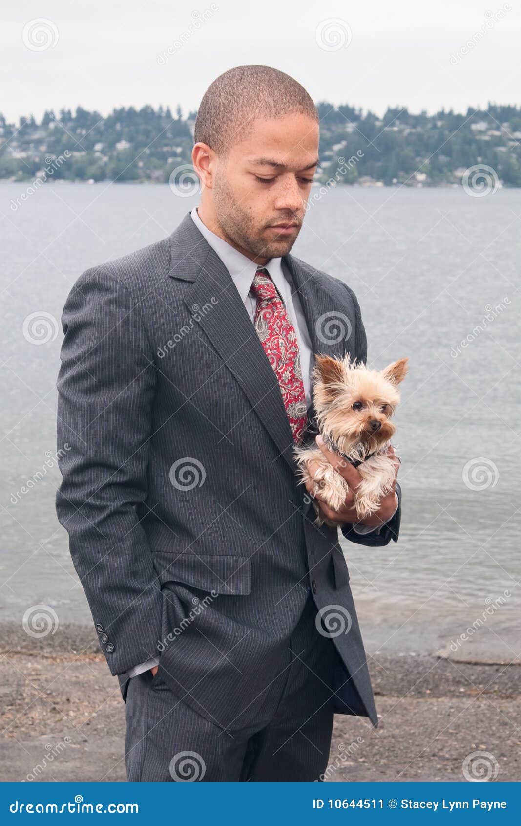Young Businessman with Dog stock image. Image of american - 10644511