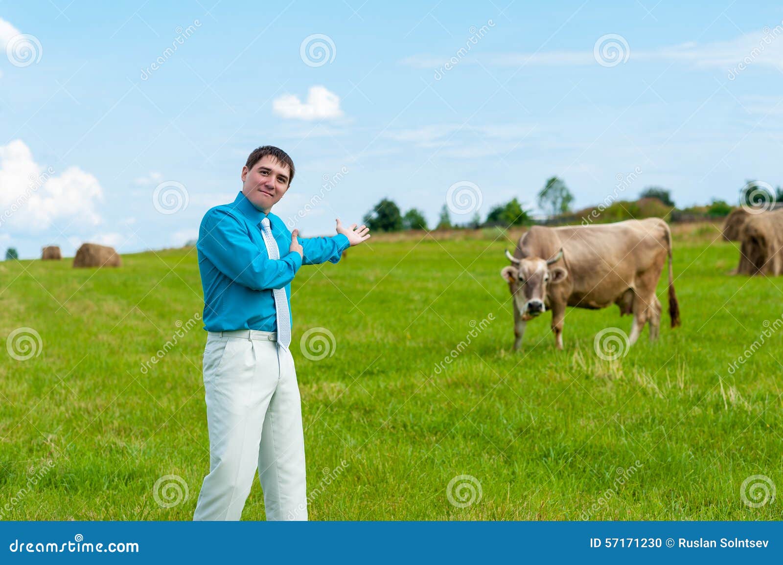 Young Businessman Shows a Good Cow Stock Photo - Image of haystacks ...